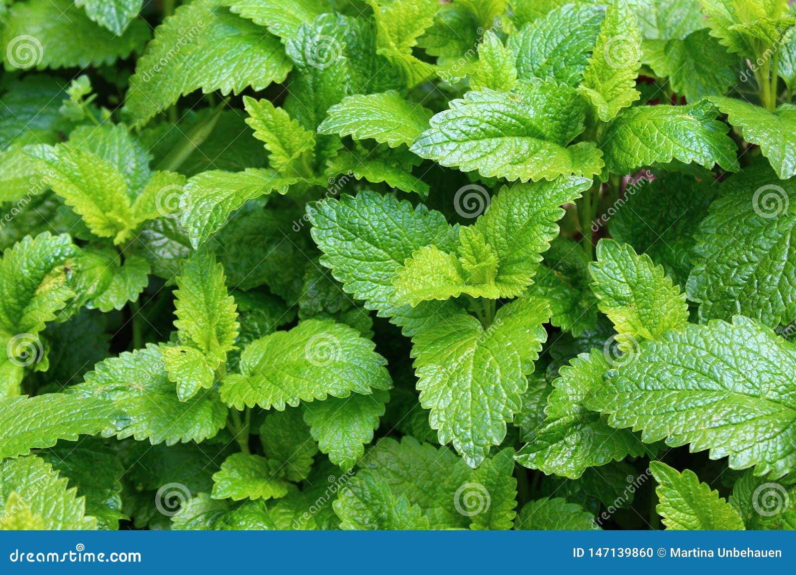 Lemon balm in the garden stock photo. Image of nature - 147139860