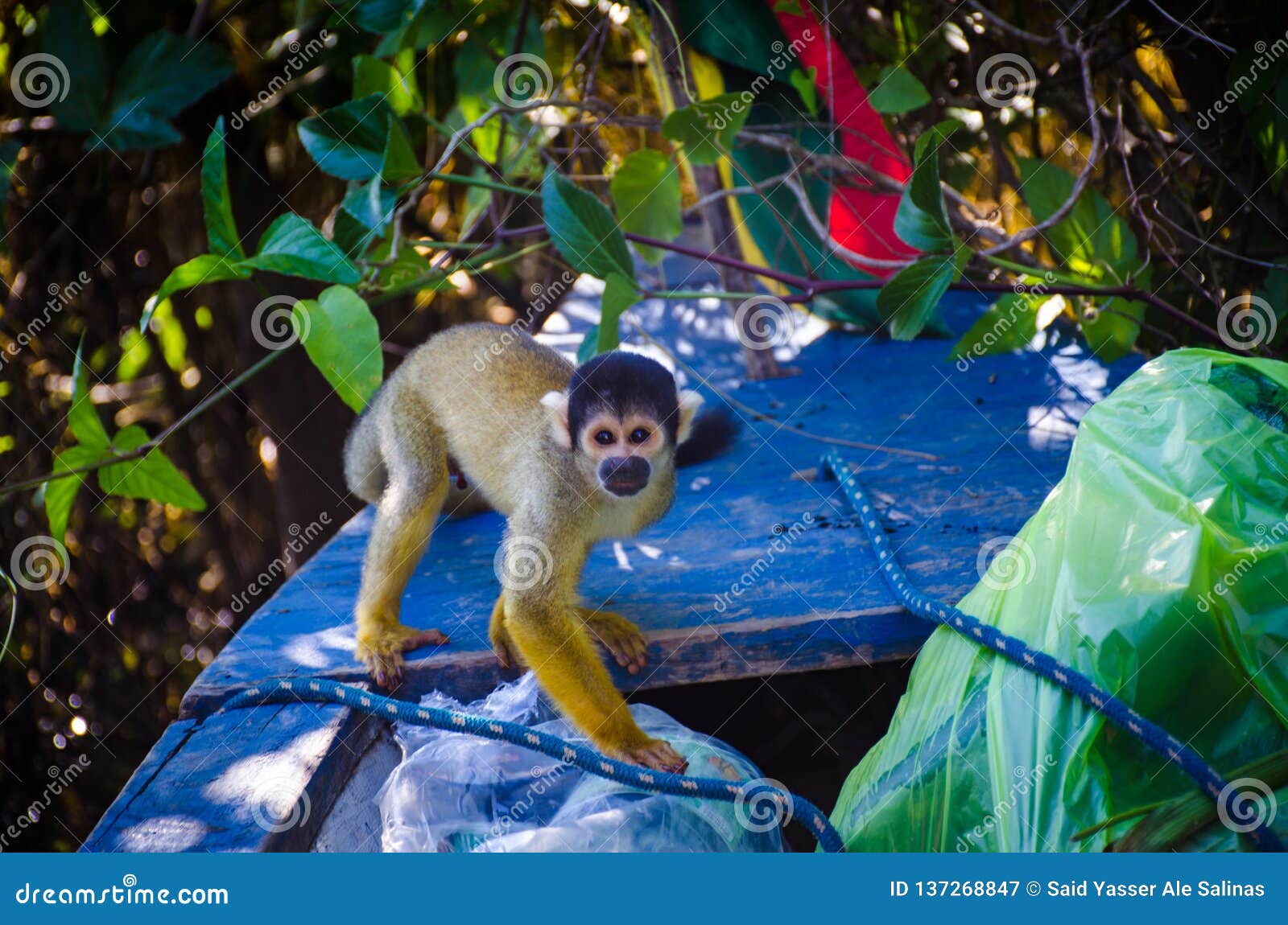Curious monkey stock image. Image of tree, cute, little - 137268847
