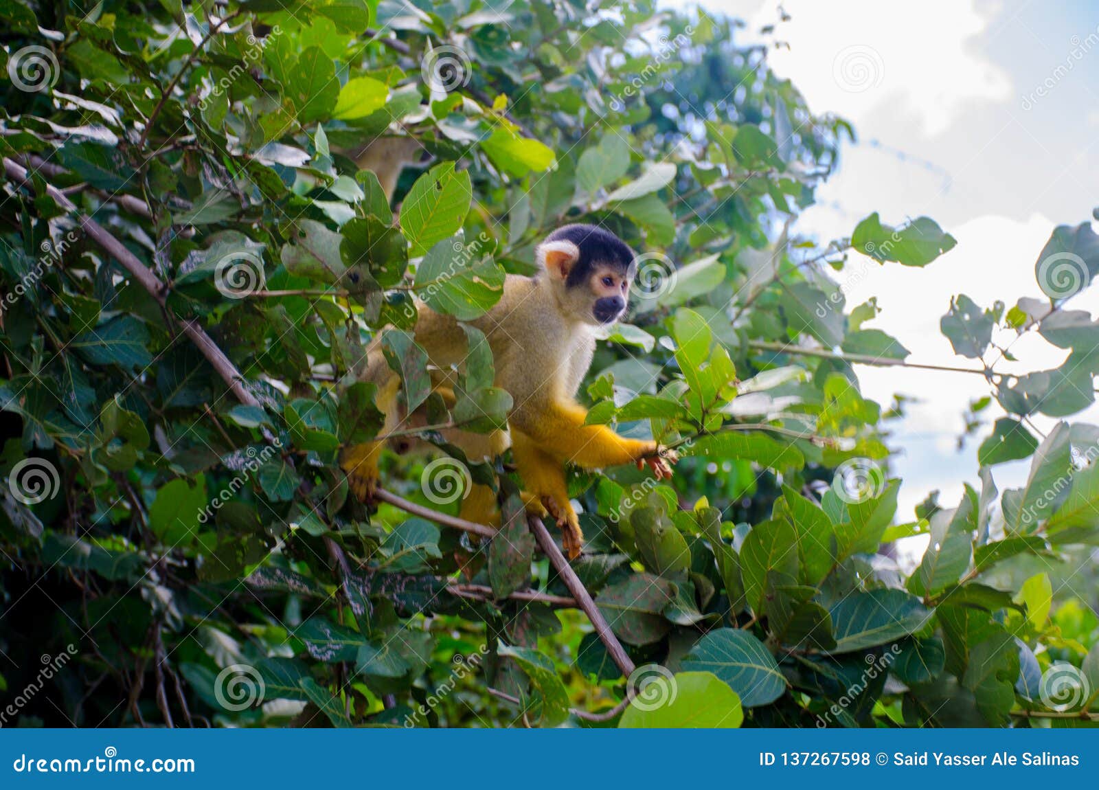 Curious monkey stock photo. Image of green, alligator - 137267598