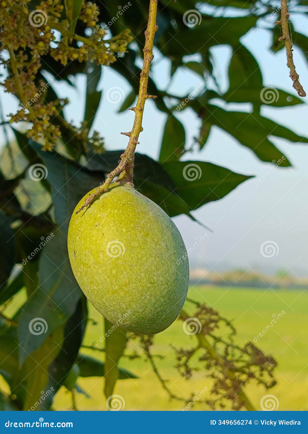 Raw Mango Hanging With Tree. Mango Farming In Pakistan. Stock ...