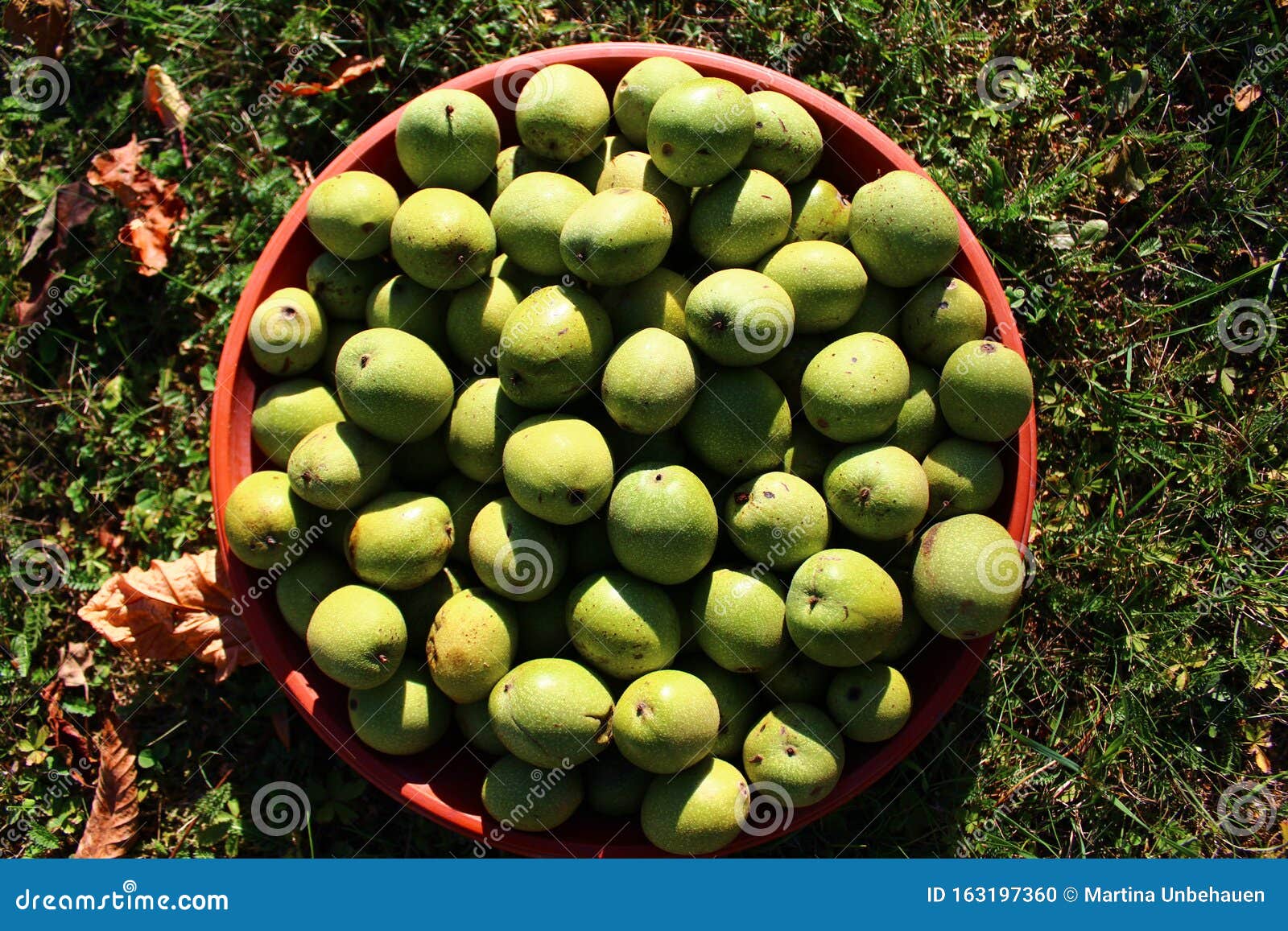 Many Ripe Walnuts with Shells Stock Photo - Image of ripe, juglans ...