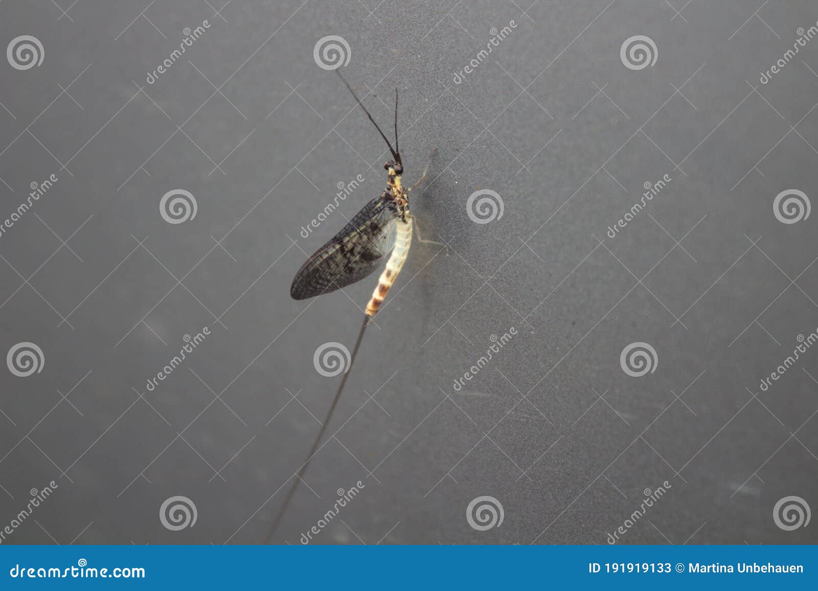 A mayfly on a wall stock image. Image of macro, flies - 191919133