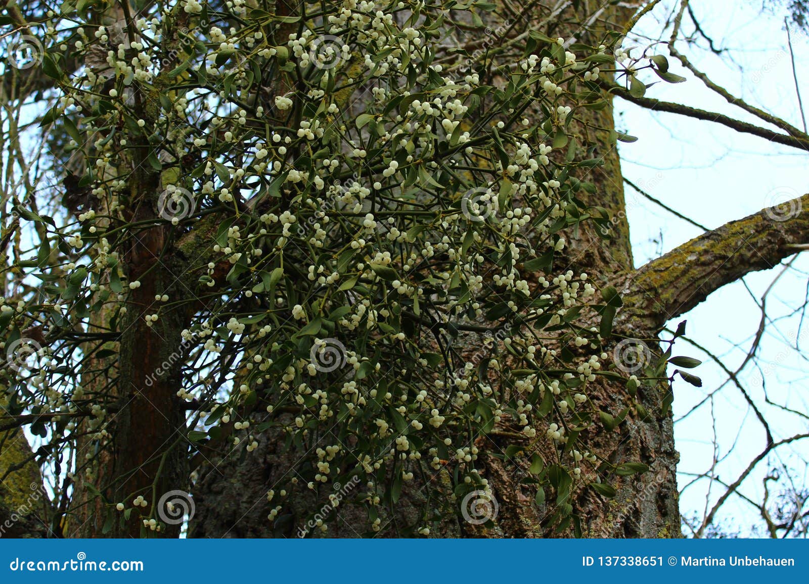 Mistletoe on a tree stock image. Image of medicine, teaplants - 137338651