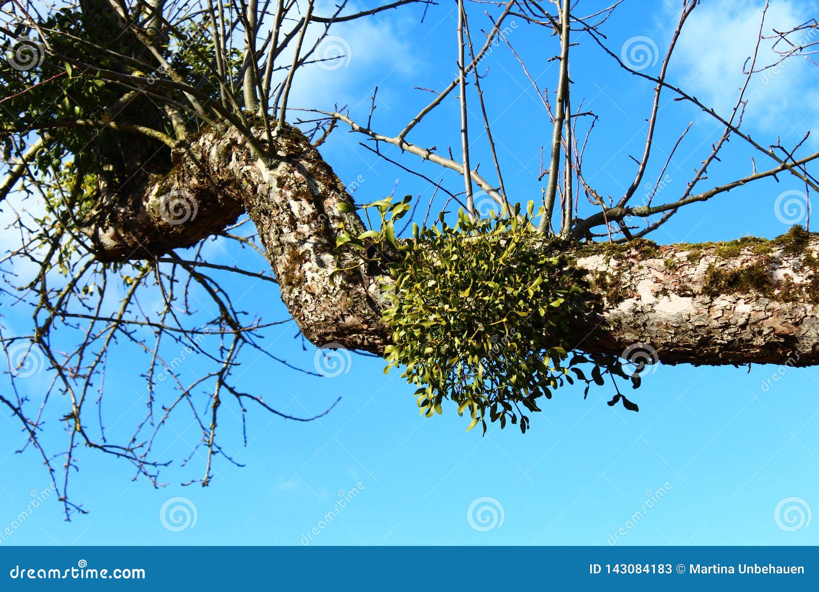 Mistletoe on a tree stock image. Image of natural, mistletoe - 143084183