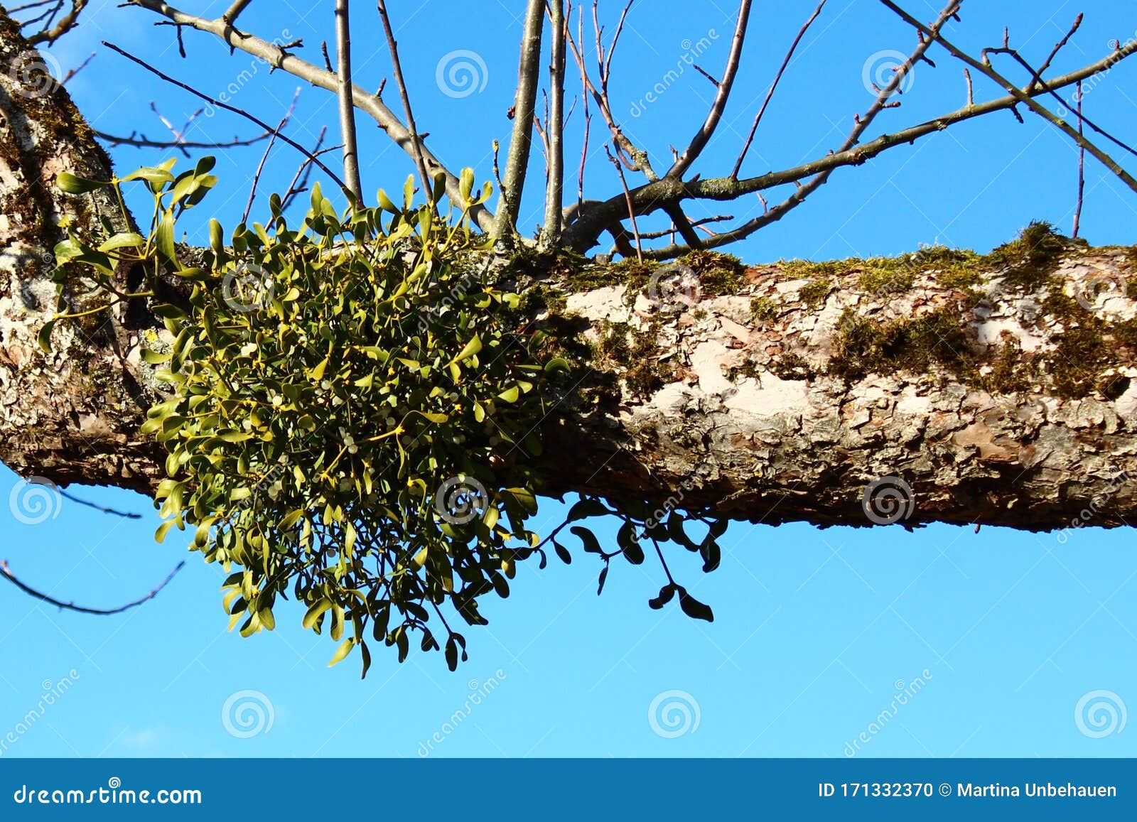 Mistletoe on a tree stock photo. Image of viscum, nature - 171332370