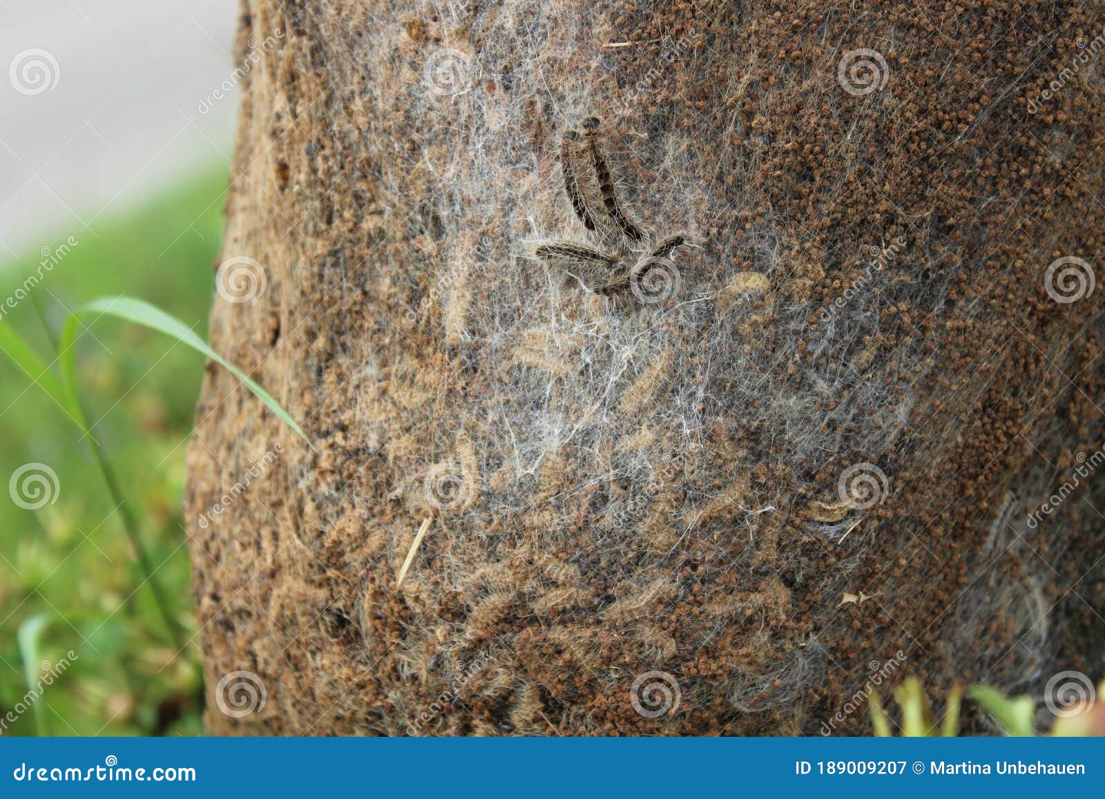Oak Processionary Moth on a Tree Stock Image - Image of nature, forest ...