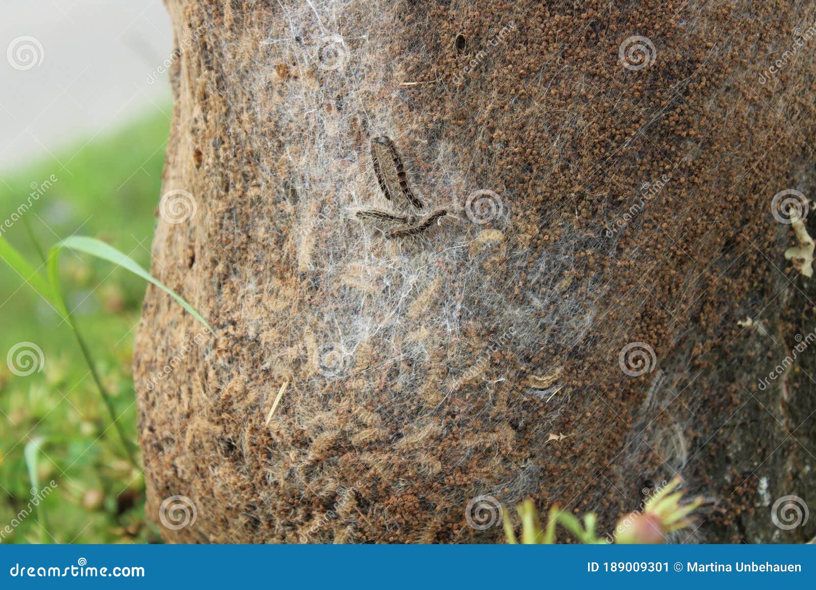 Oak Processionary Moth on a Tree Stock Image - Image of ...