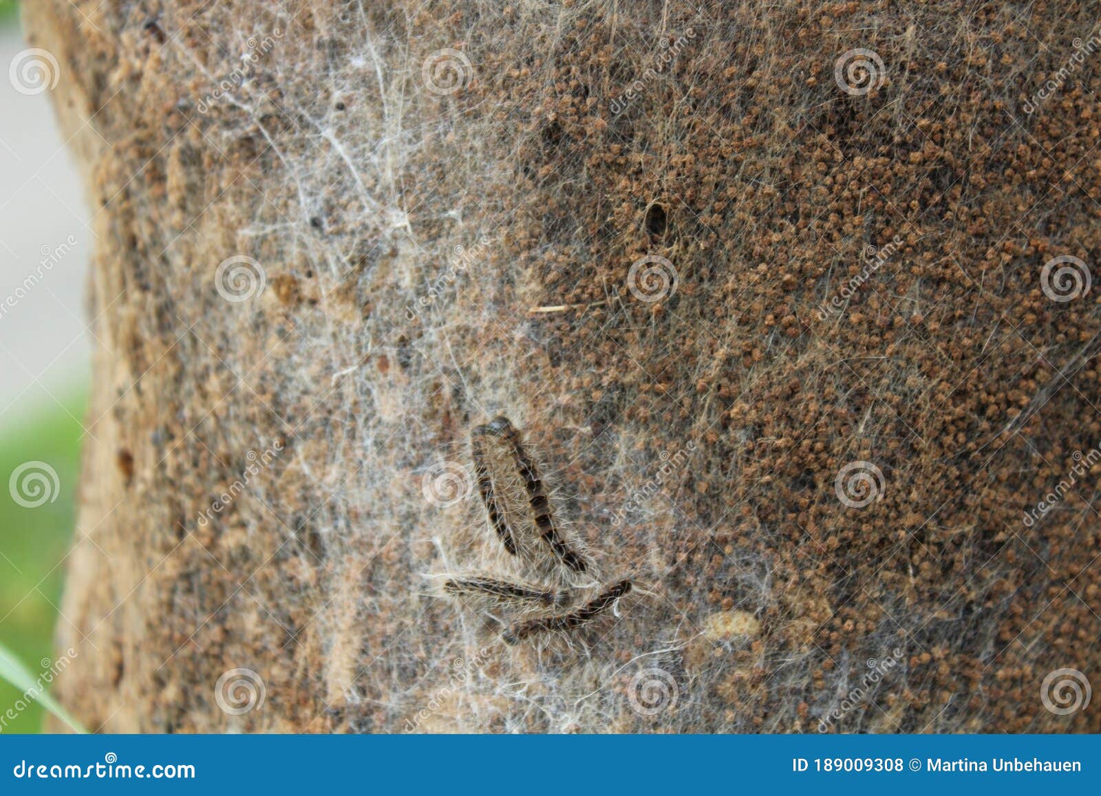 Oak Processionary Moth on a Tree Stock Photo - Image of processionea ...