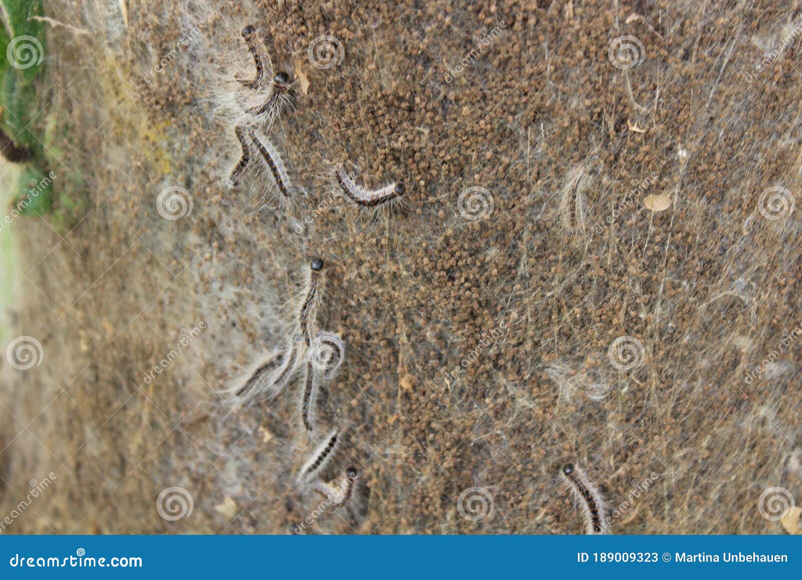 Oak Processionary Moth on a Tree Stock Image - Image of pest ...