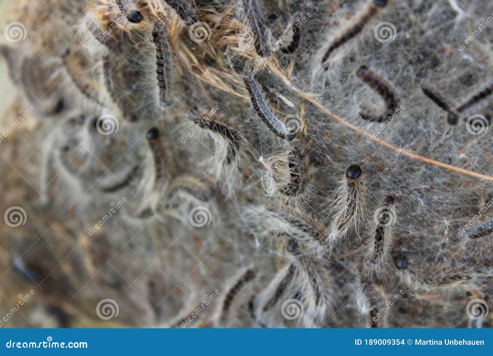 Oak Processionary Moth on a Tree Stock Photo - Image of forest ...