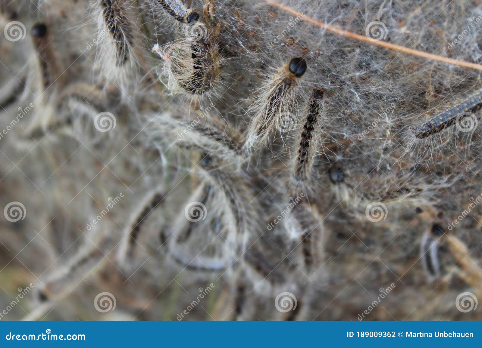 Oak Processionary Moth on a Tree Stock Photo - Image of insecta, tree ...