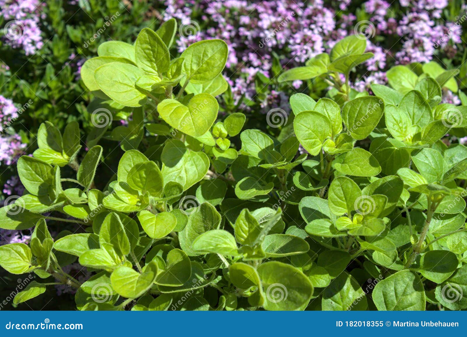 Oregano Field in the Garden Stock Image - Image of origanum, aromatic ...