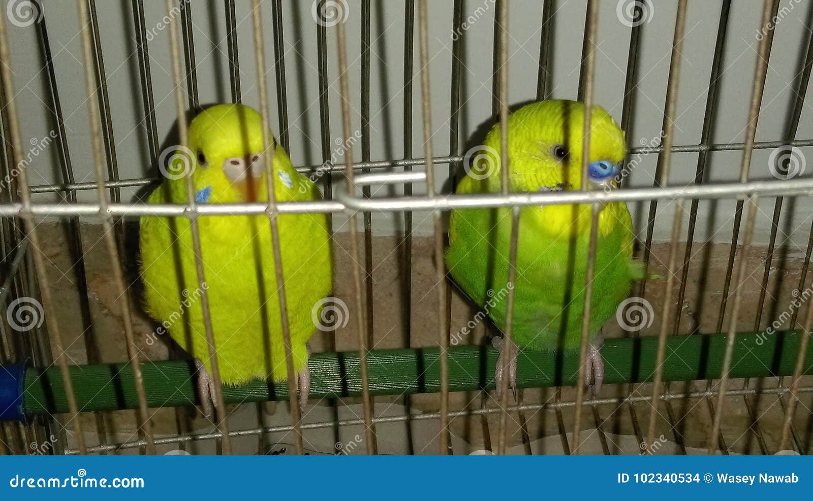 Parrots stock photo. Image of parrots, together, peace - 102340534