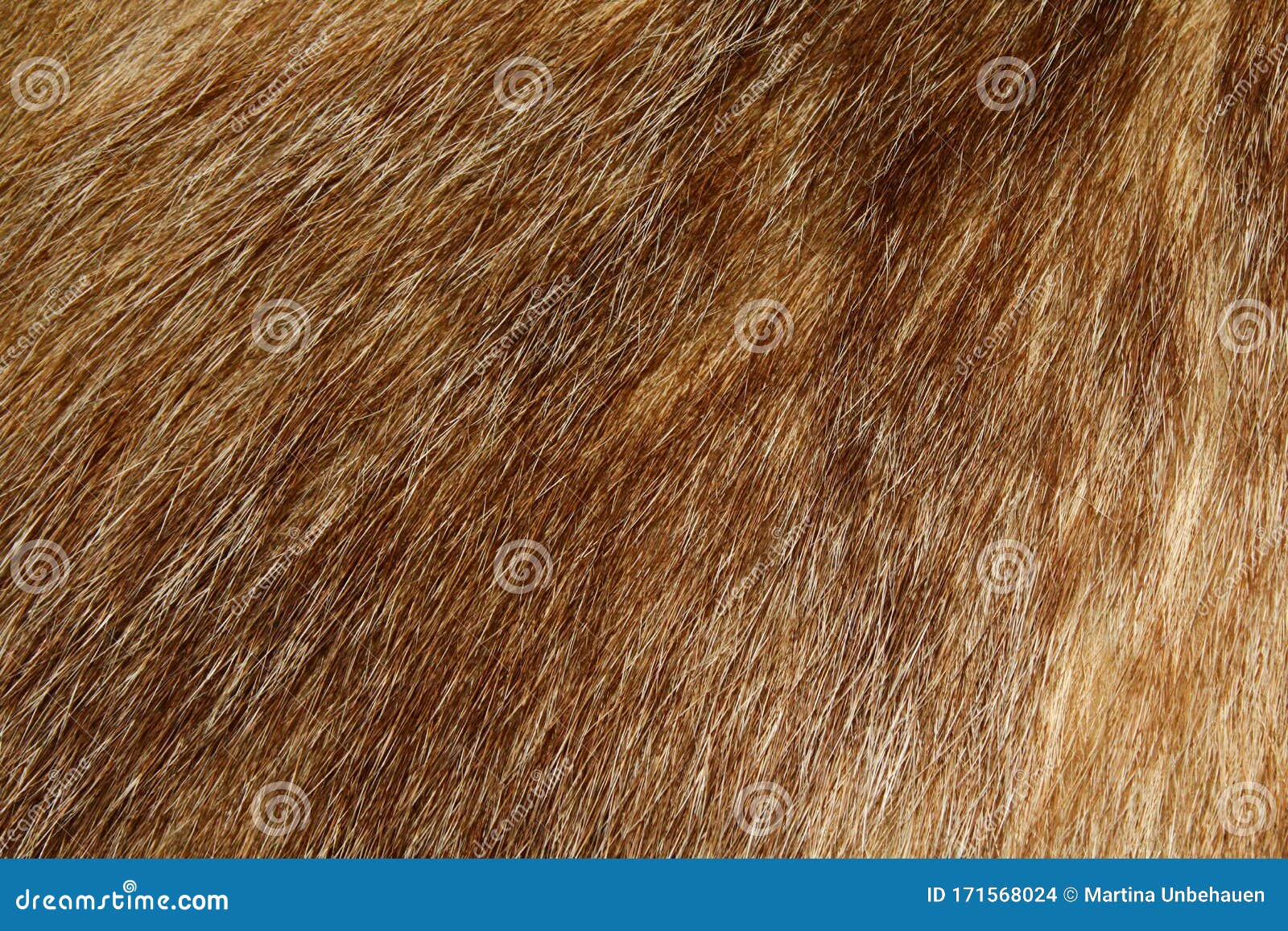 A piece of a badger fur stock photo. Image of surface - 171568024