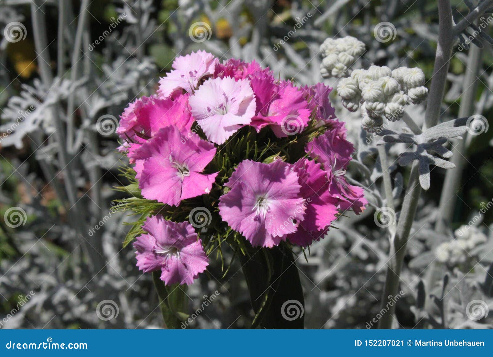 Pink Carnation in the Garden Stock Image - Image of flower, summer ...