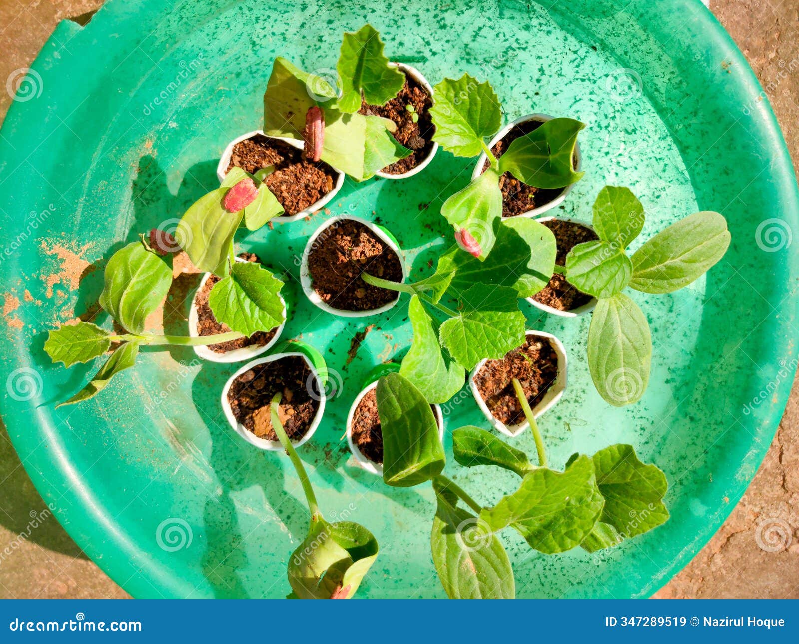 This Picture Shows the Process of Planting Water Garlic Seedlings ...