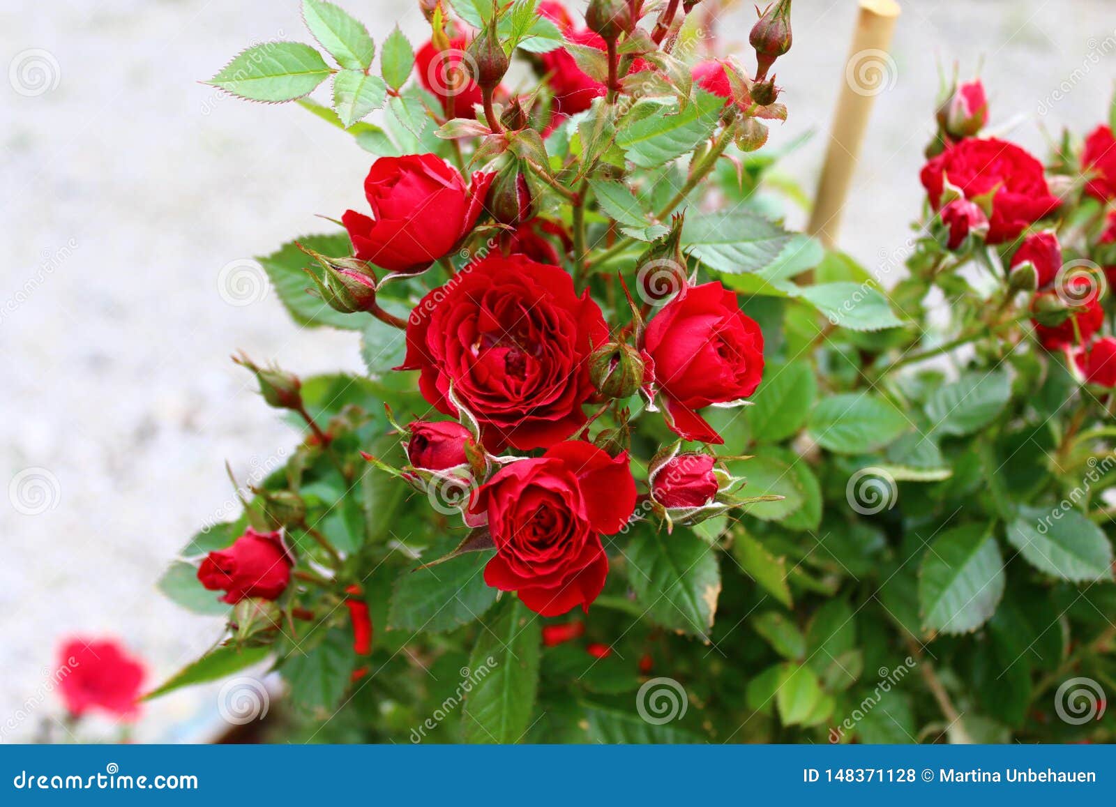 Red roses in the garden stock photo. Image of beautiful - 148371128