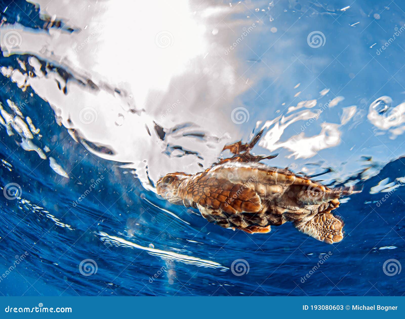 Sea Turtle Release at the Bahamas Stock Image - Image of summer ...