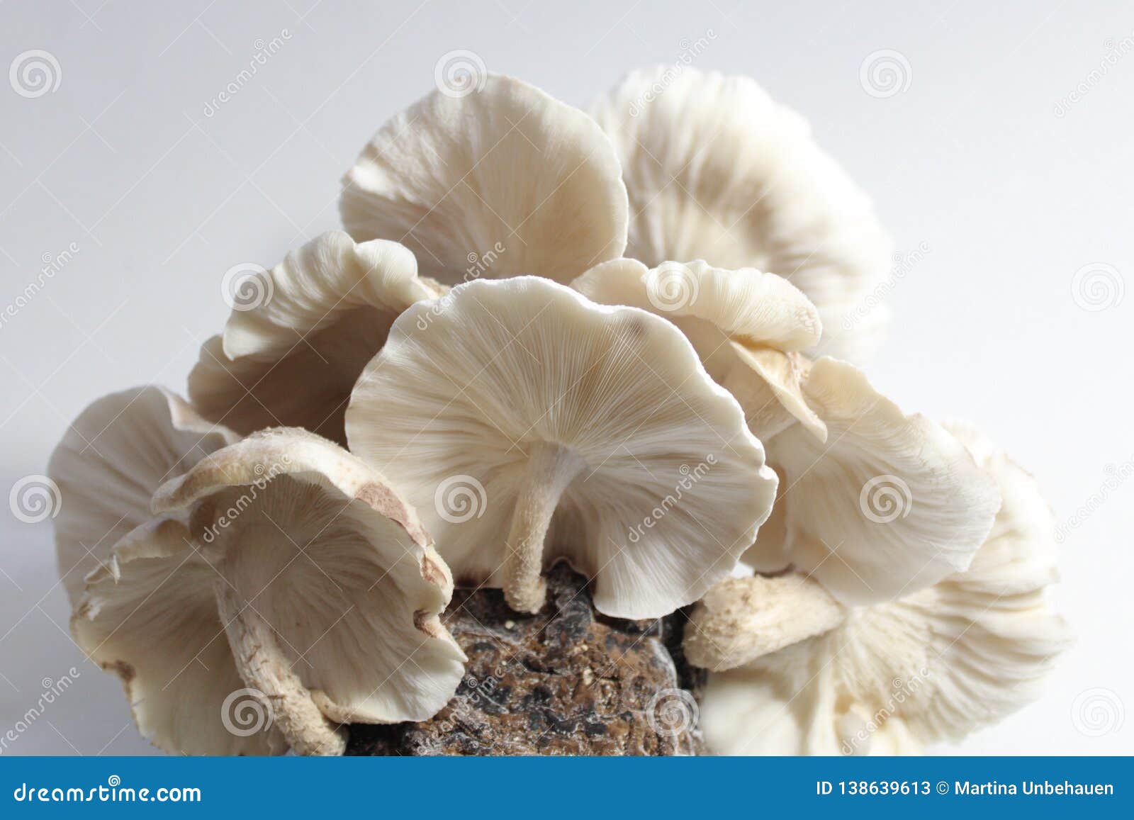 Shiitake on a substrate stock image. Image of health - 138639613