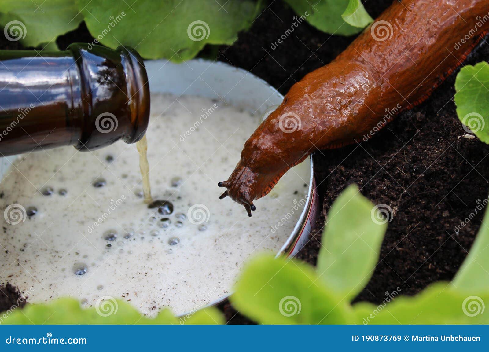 A snail on a beer trap stock image. Image of beertrap - 190873769