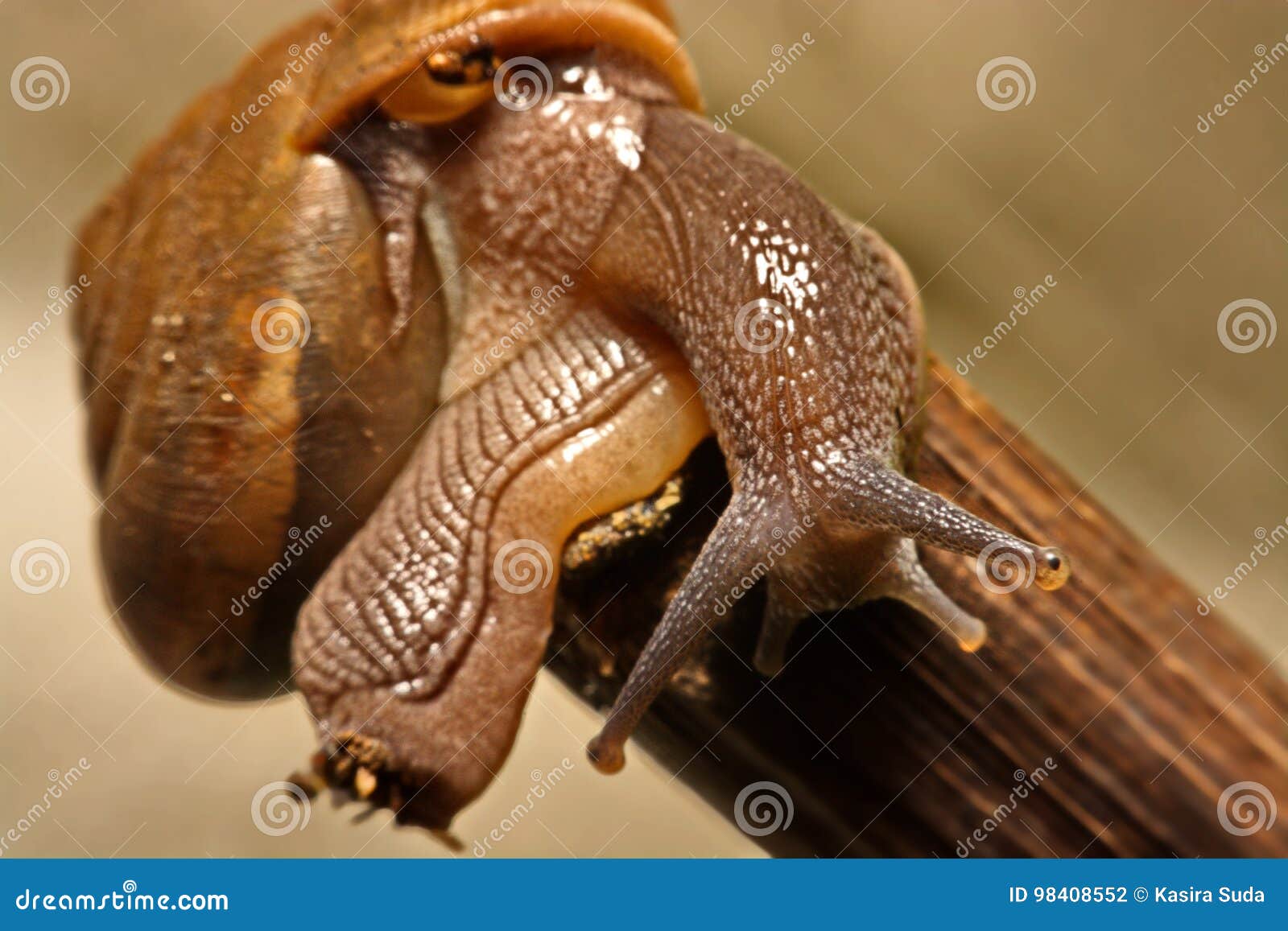 The Picture Shows a Snail Crawling Up Close. Stock Photo - Image of ...