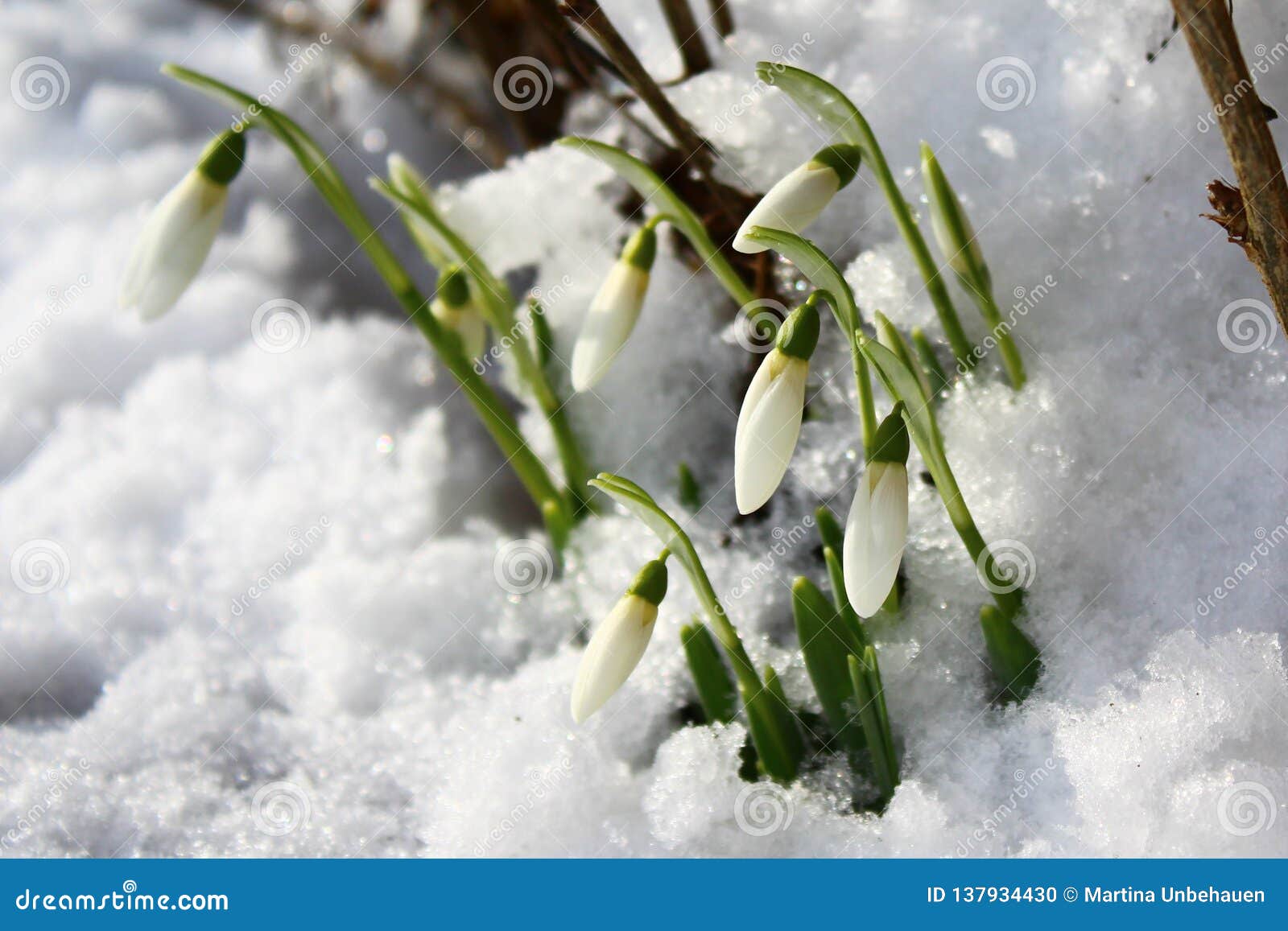 Snowdrops in the snow stock photo. Image of january - 137934430