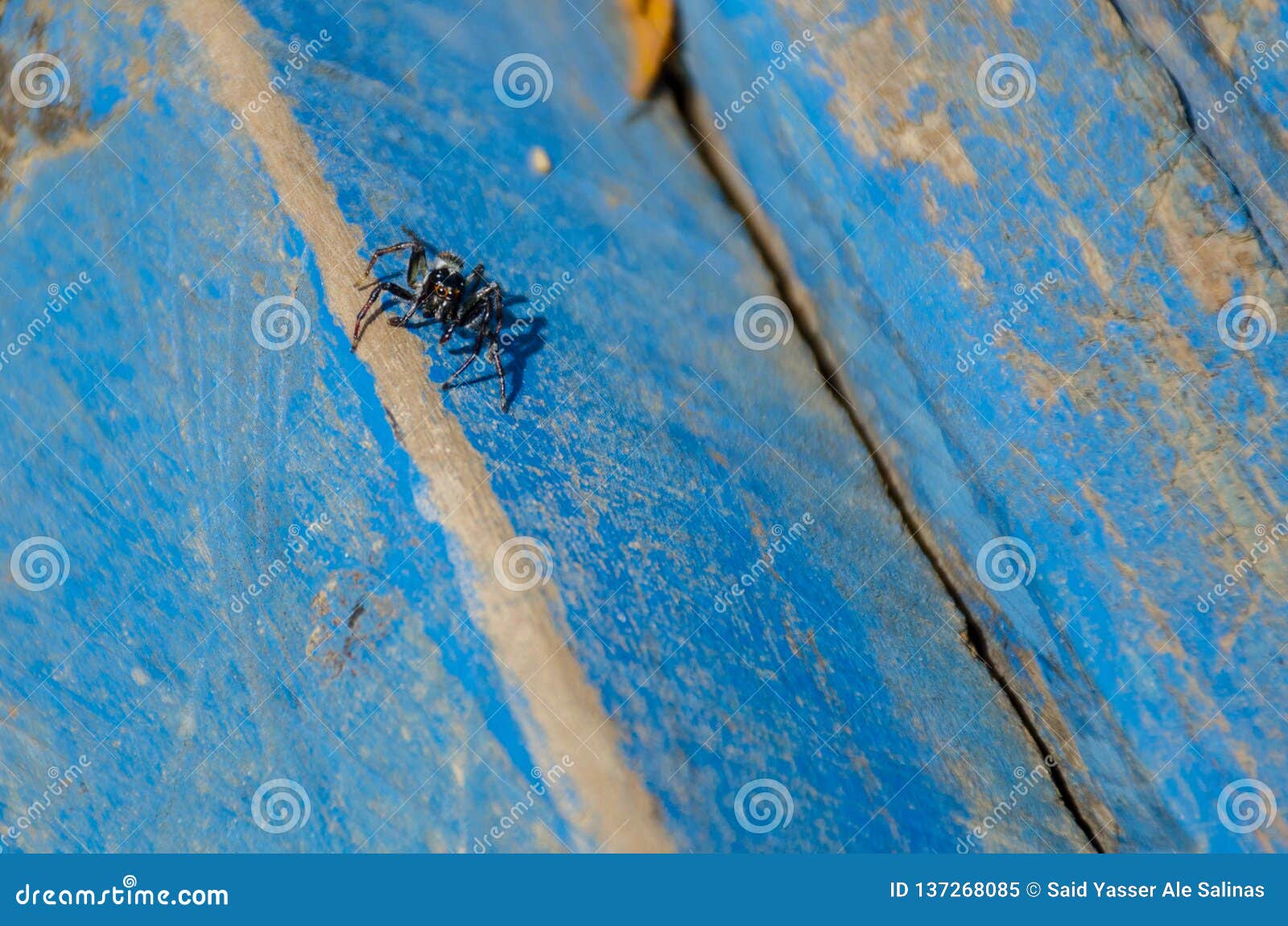 Spider in the deep blue stock image. Image of flying - 137268085