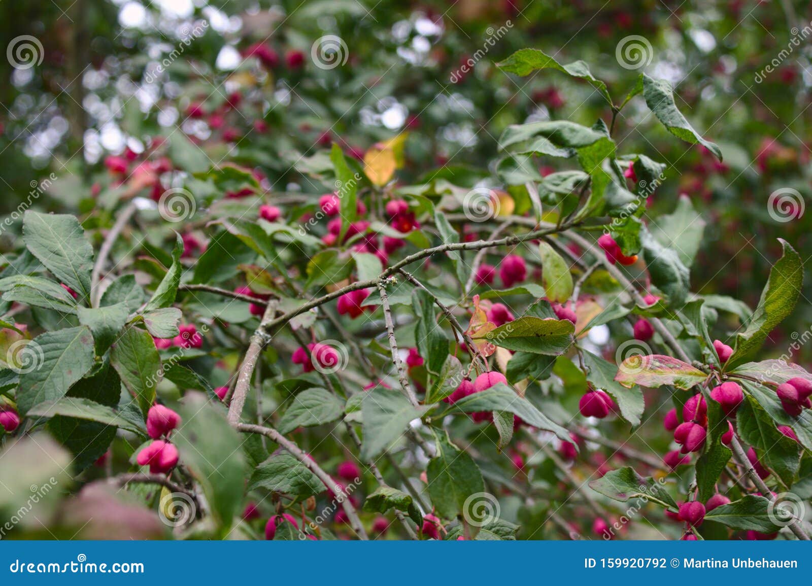 Spindle tree in the autumn stock photo. Image of euonymus - 159920792