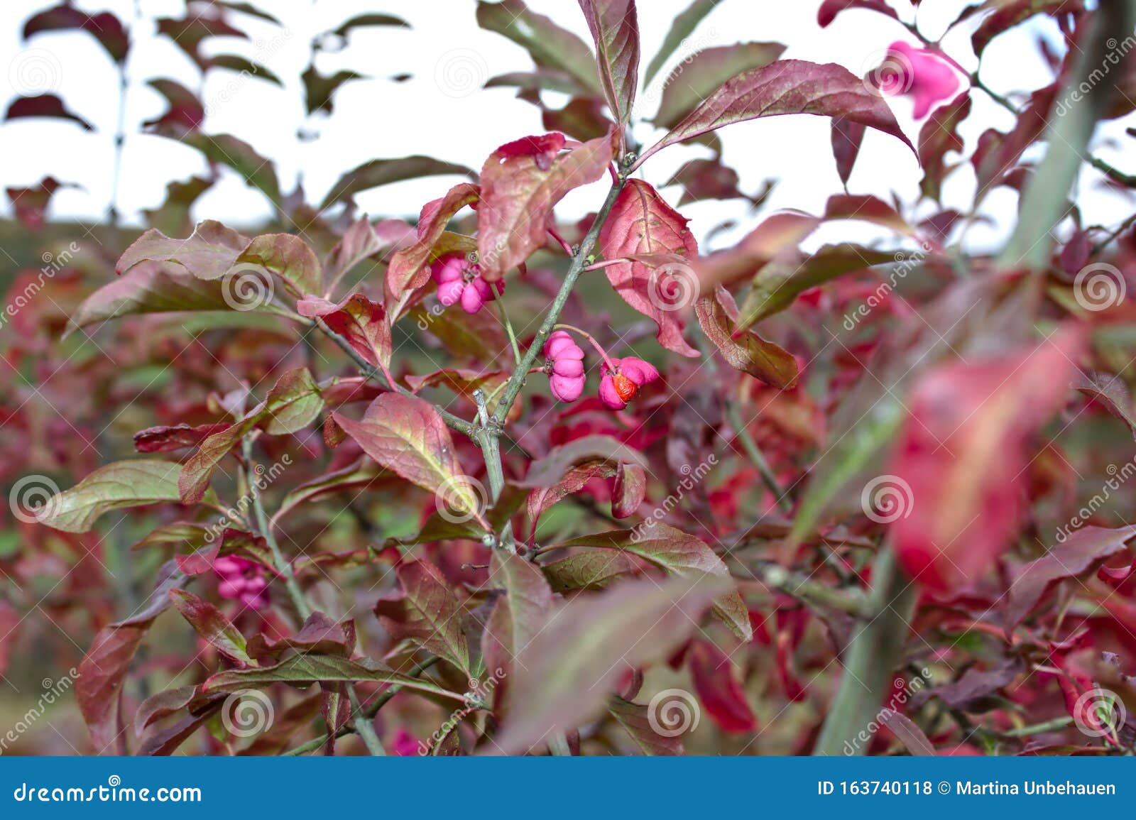 Spindle tree in the garden stock photo. Image of natural - 163740118