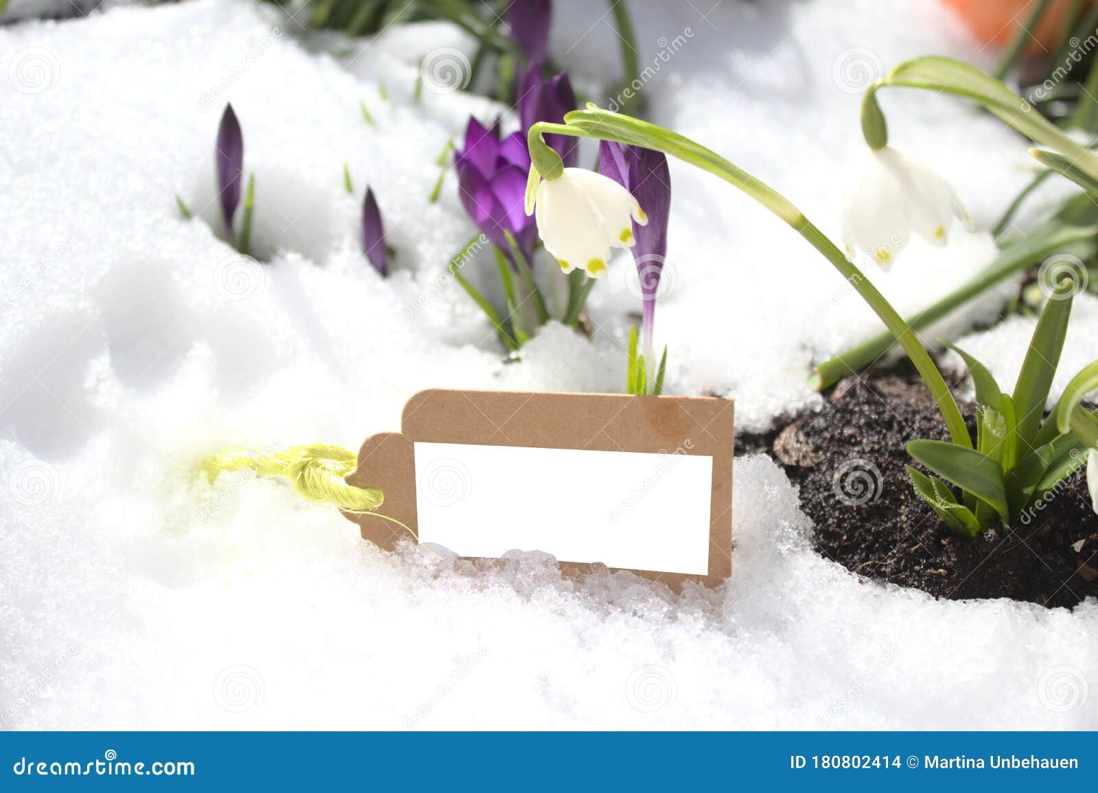 Spring Snowflake and Crocus in the Snow Stock Photo - Image of time ...