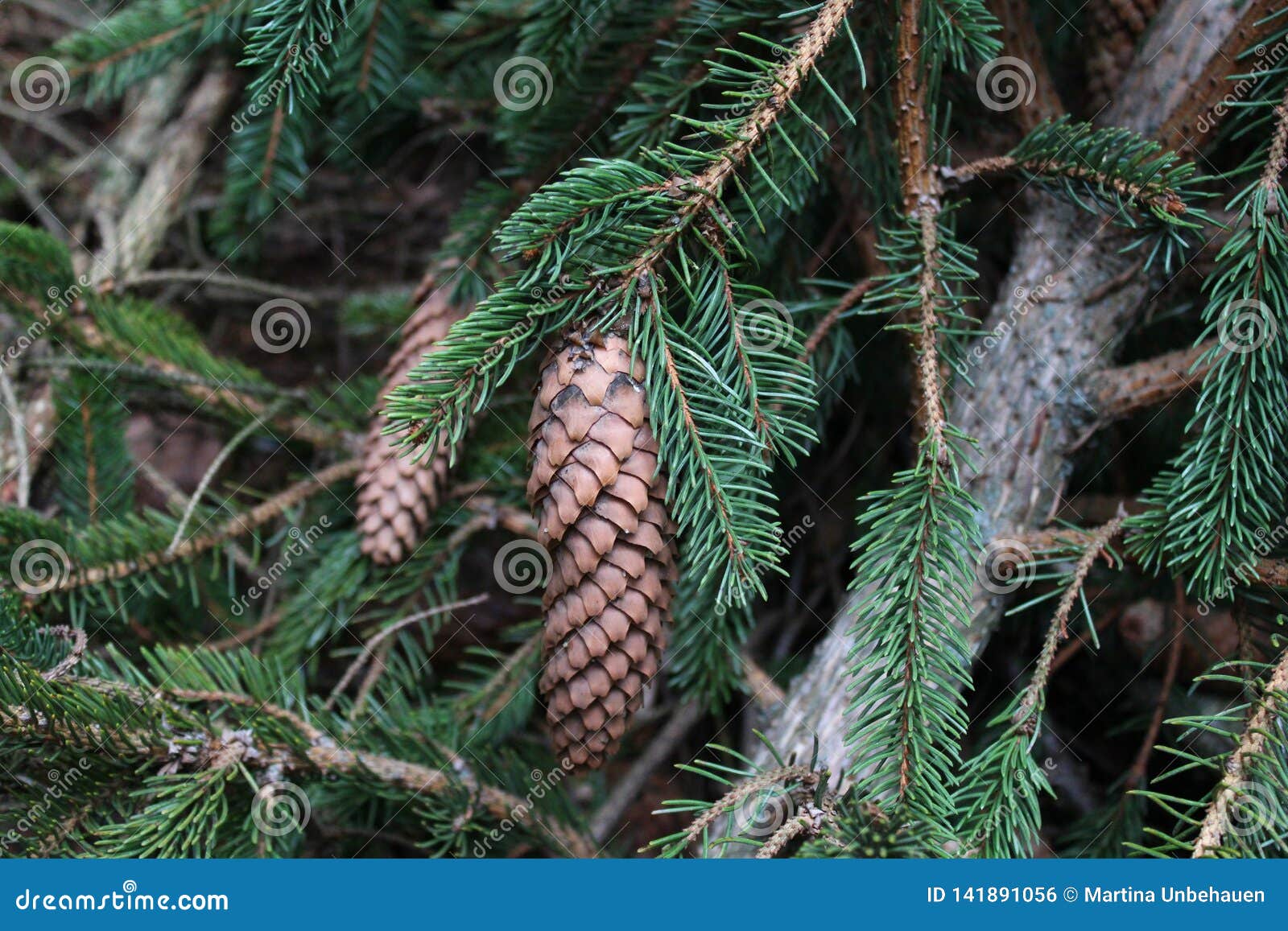 Spruce cone on a spruce stock photo. Image of botany - 141891056