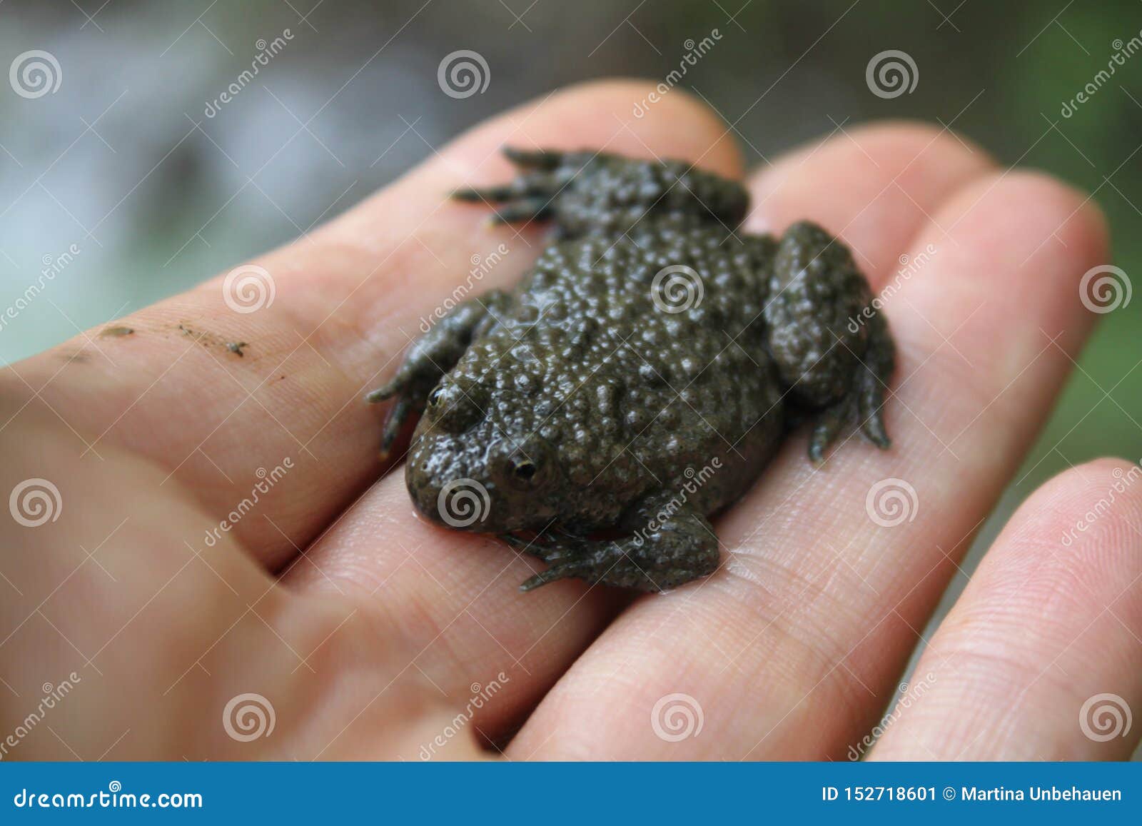 Toad on a Hand in the Forest Stock Image - Image of frogs, amphibians ...