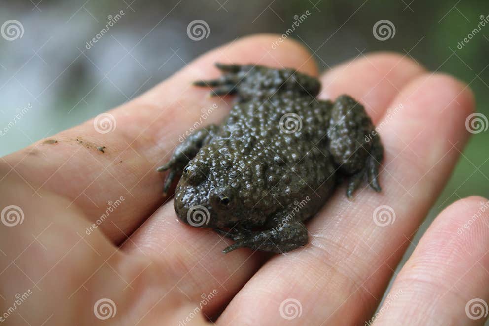Toad on a Hand in the Forest Stock Image - Image of frogs, amphibians ...