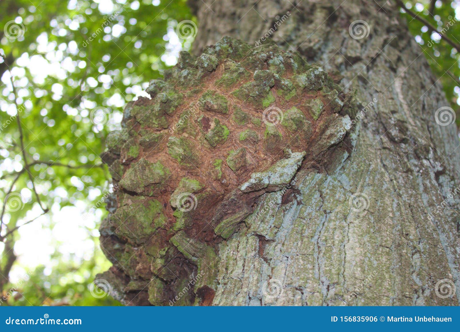 A tree with tree cancer stock photo. Image of forest - 156835906