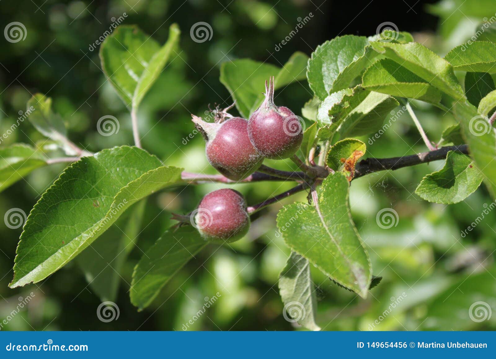 Unripe Apples on a Apple Tree Stock Photo - Image of branch, fruit ...