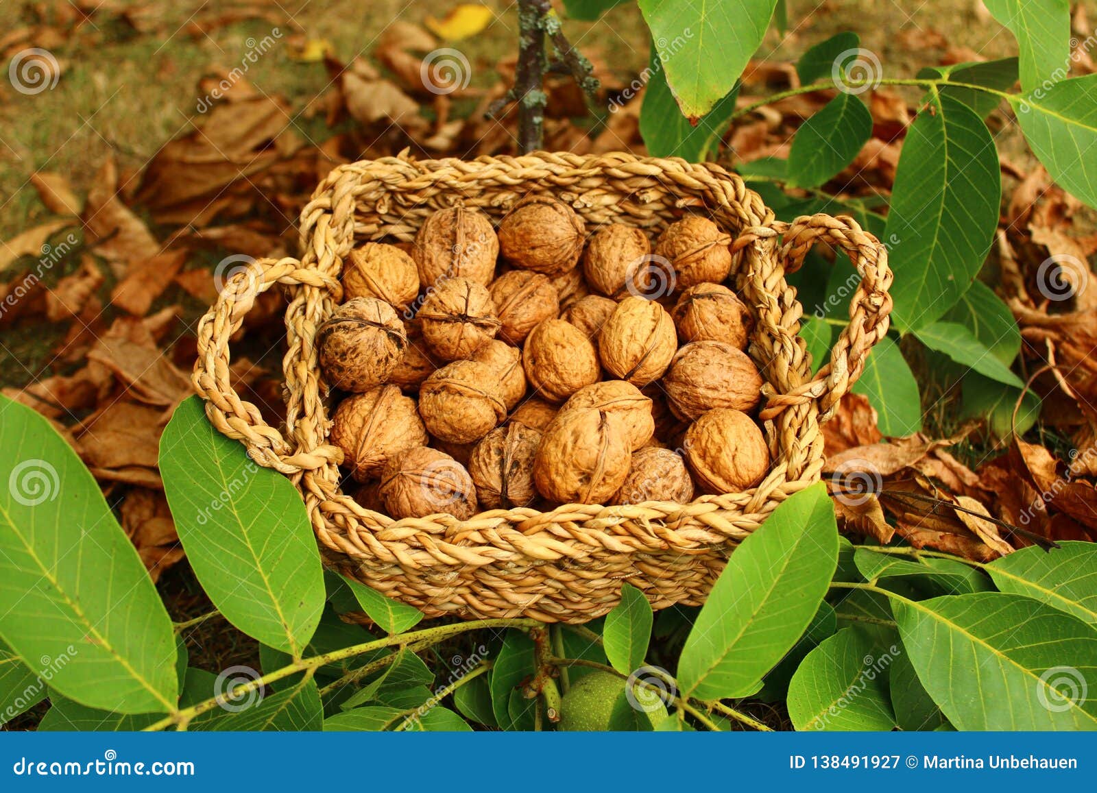 Walnuts in a Basket on a Walnut Tree Stock Image - Image of nuts ...