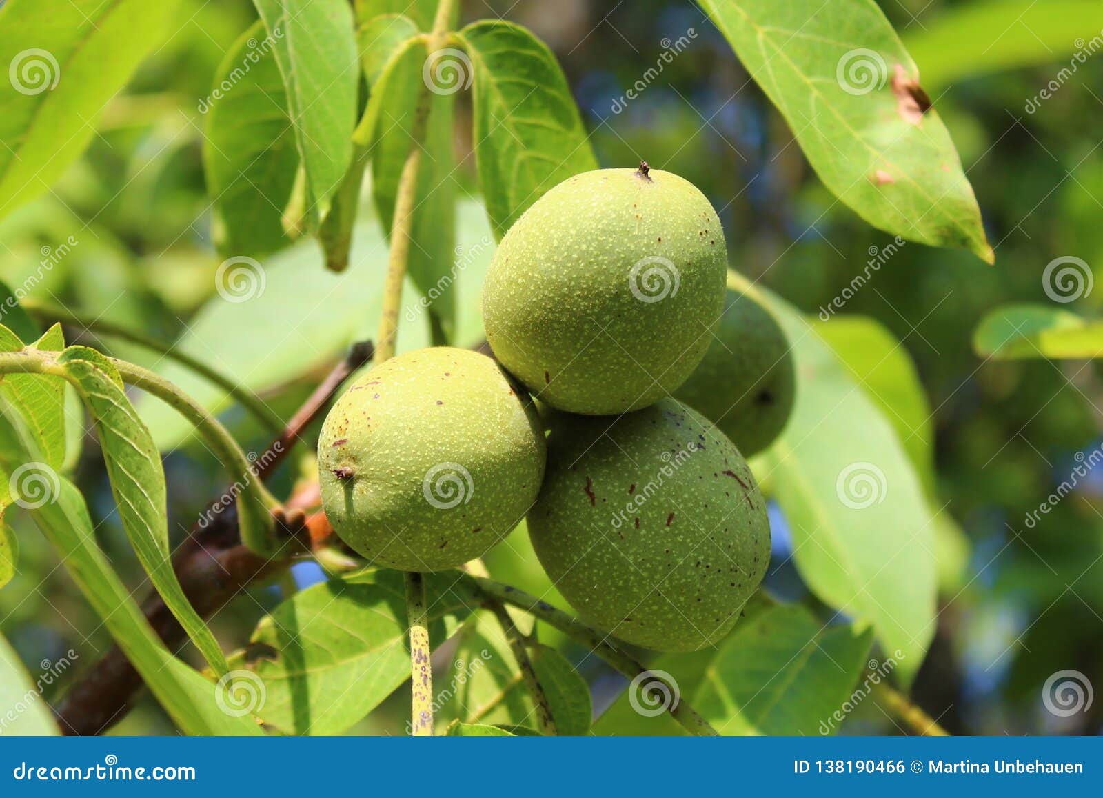 Walnuts on a Tree in the Garden Stock Photo - Image of branch, walnuts ...