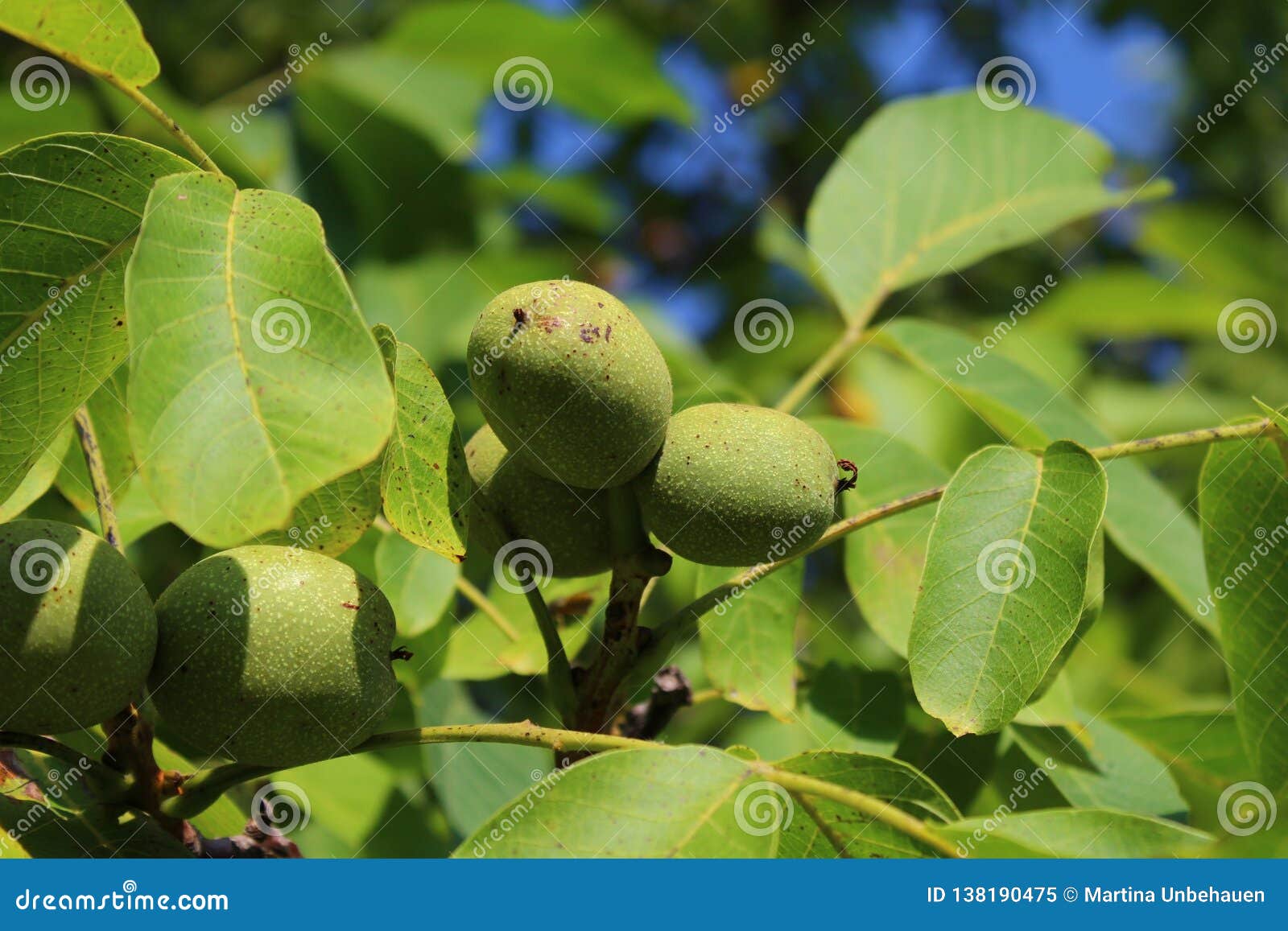 Walnuts on a Tree in the Garden Stock Image - Image of autumn, sunny ...