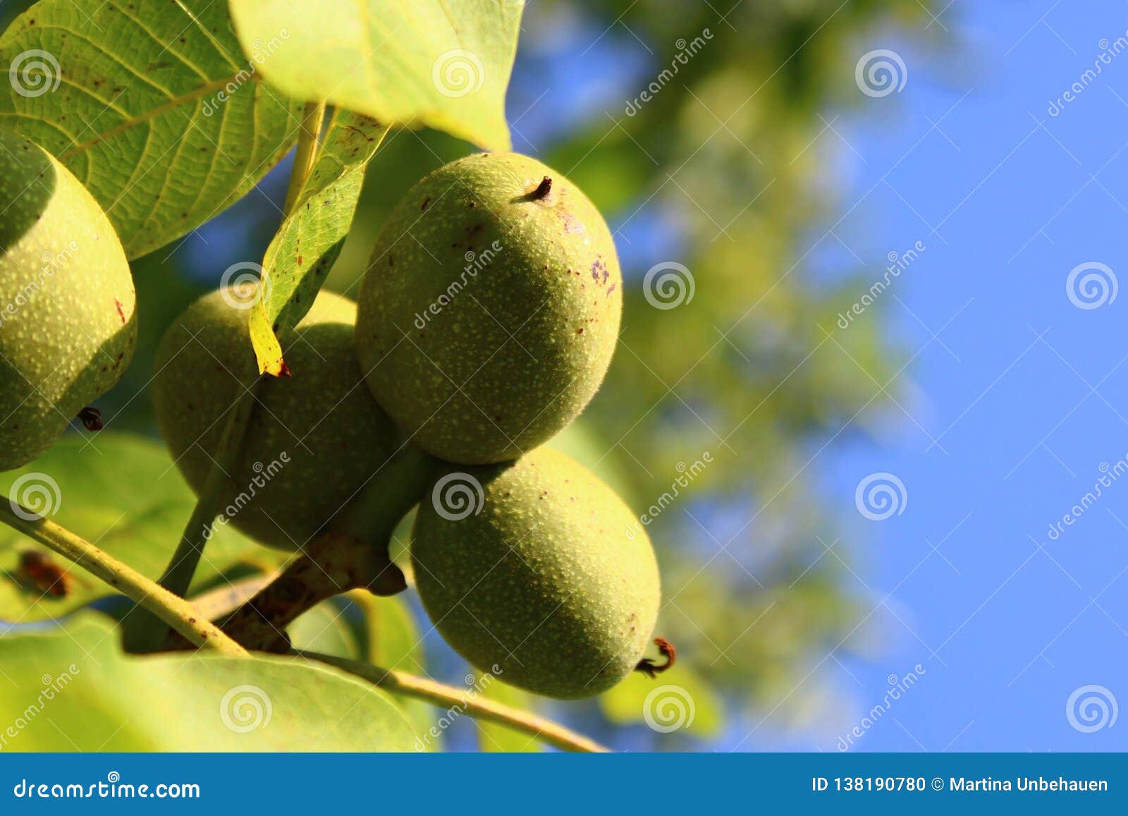 Walnuts on a Tree in the Garden Stock Photo - Image of trees, harvest ...
