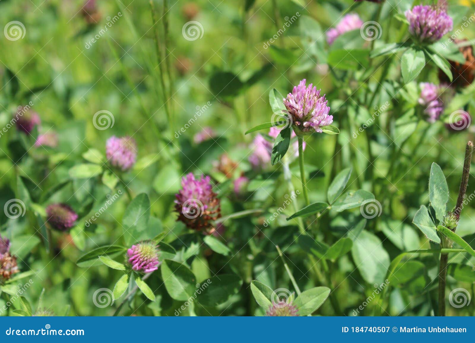 Wild clover in the meadow stock image. Image of flower - 184740507