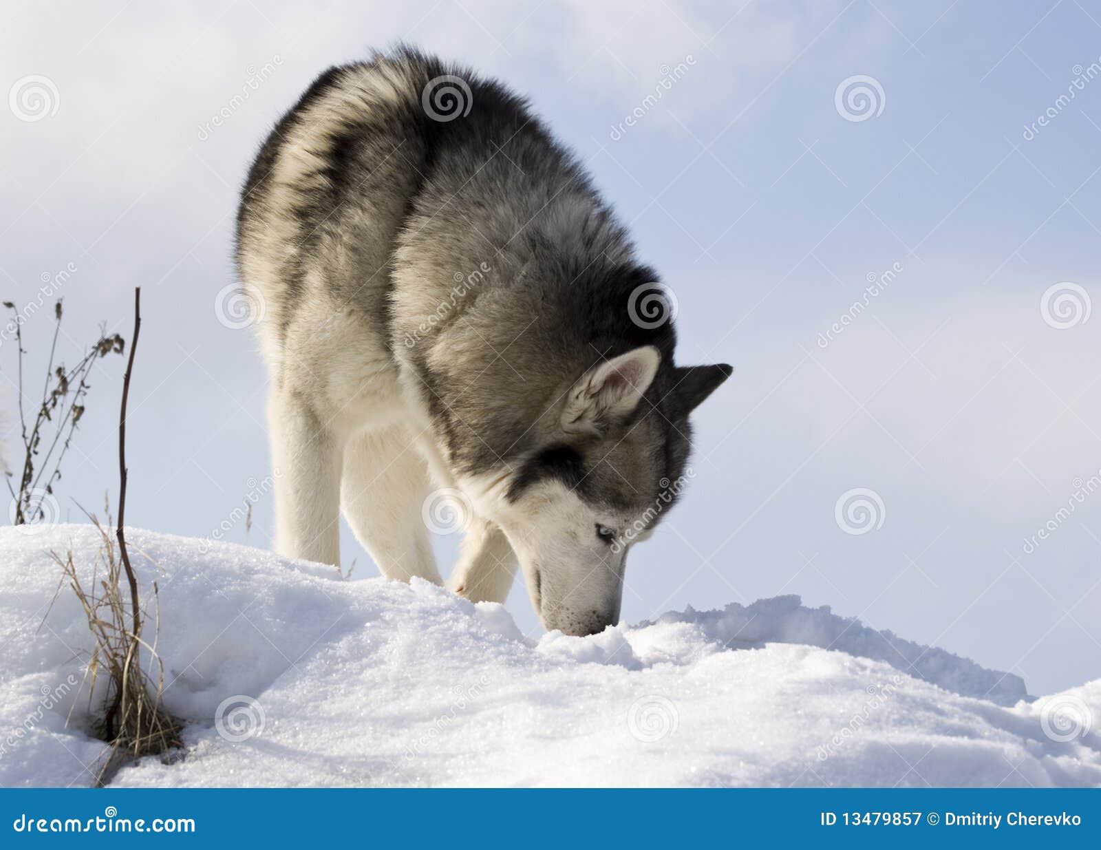 Picture of a Siberian Husky Stock Image - Image of tame, canines: 13479857