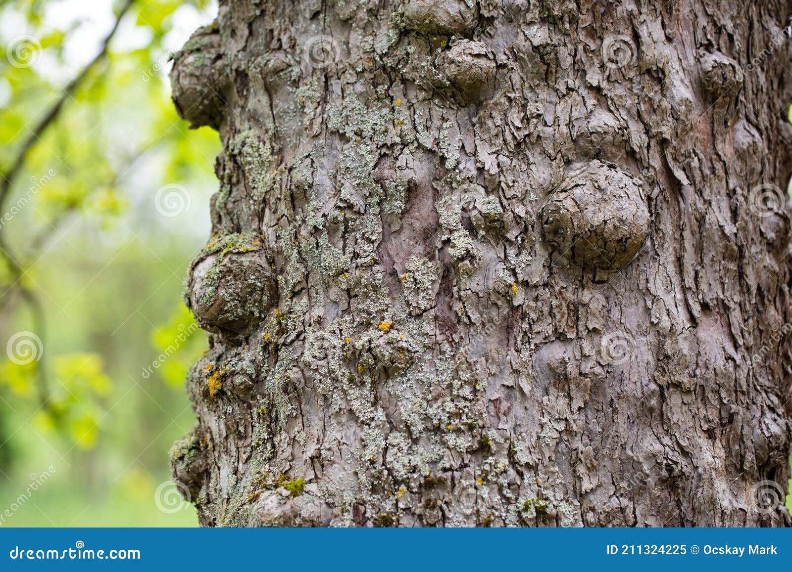 Sick tree cortex stock image. Image of cortex, cracked - 211324225