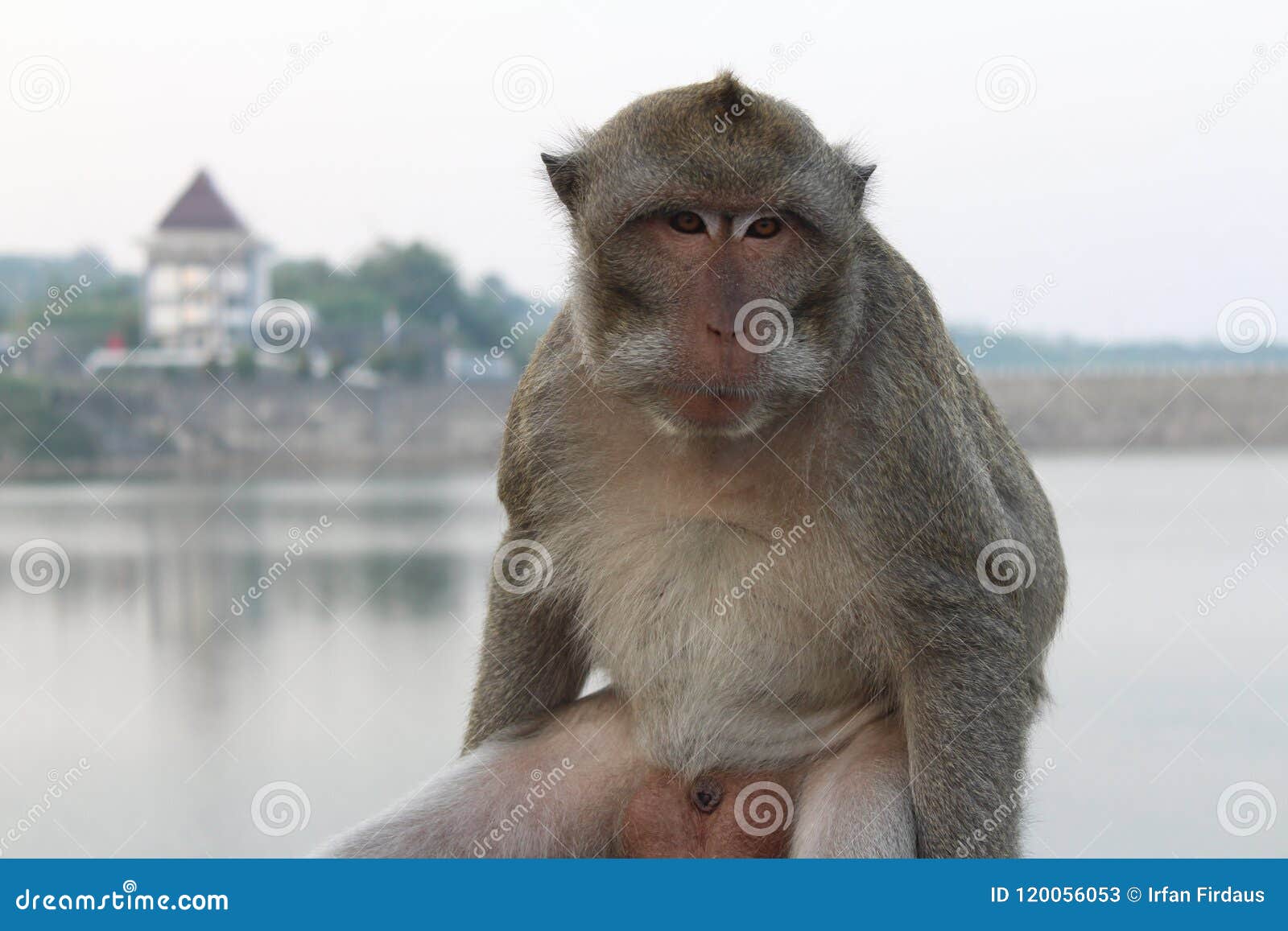 Sitting monkey stock image. Image of monkey, brown, park - 120056053