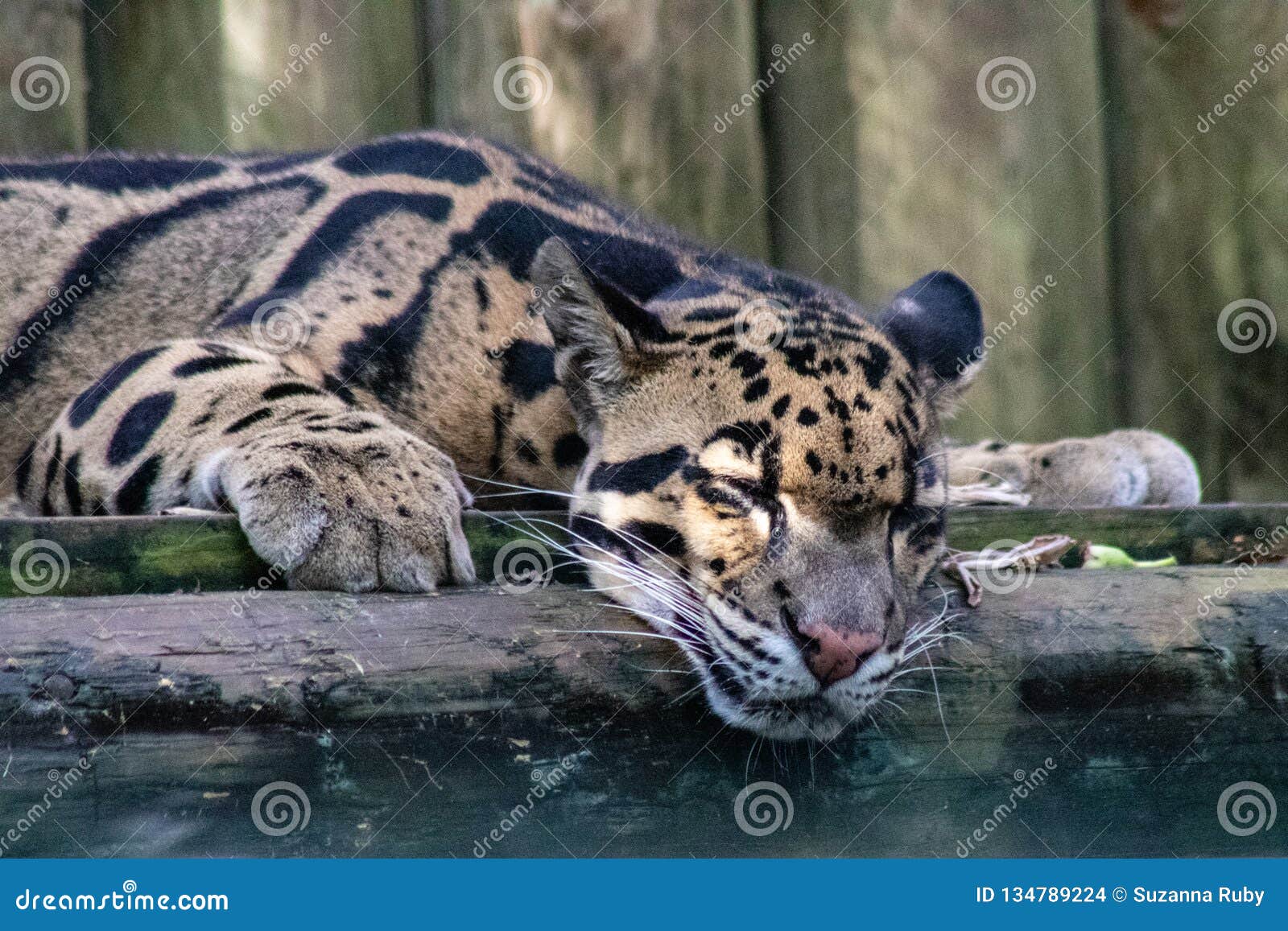 Clouded leopard sleeping stock photo. Image of whiskers - 134789224