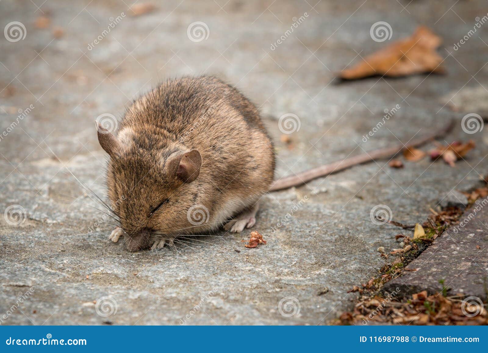 Sleeping Mouse stock photo. Image of ground, sleeping - 116987988