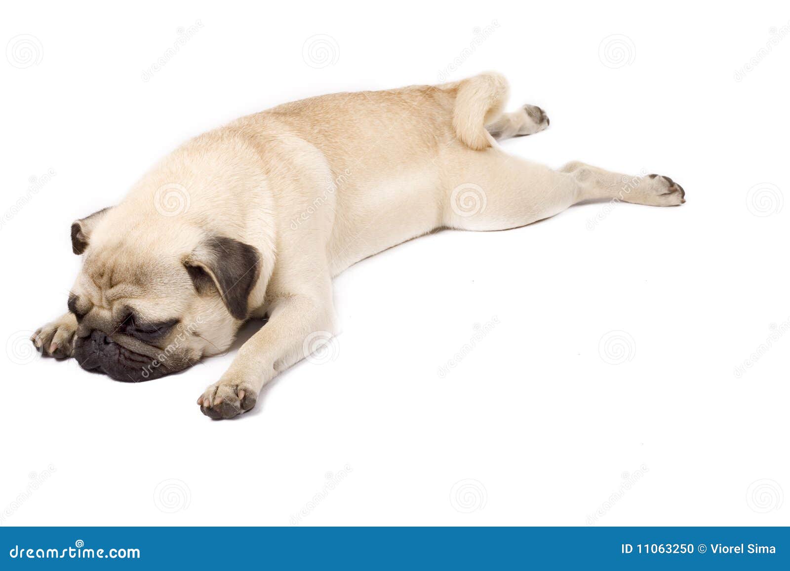 Picture of a Sleepy Pug Standing Down Stock Photo - Image of purebred ...