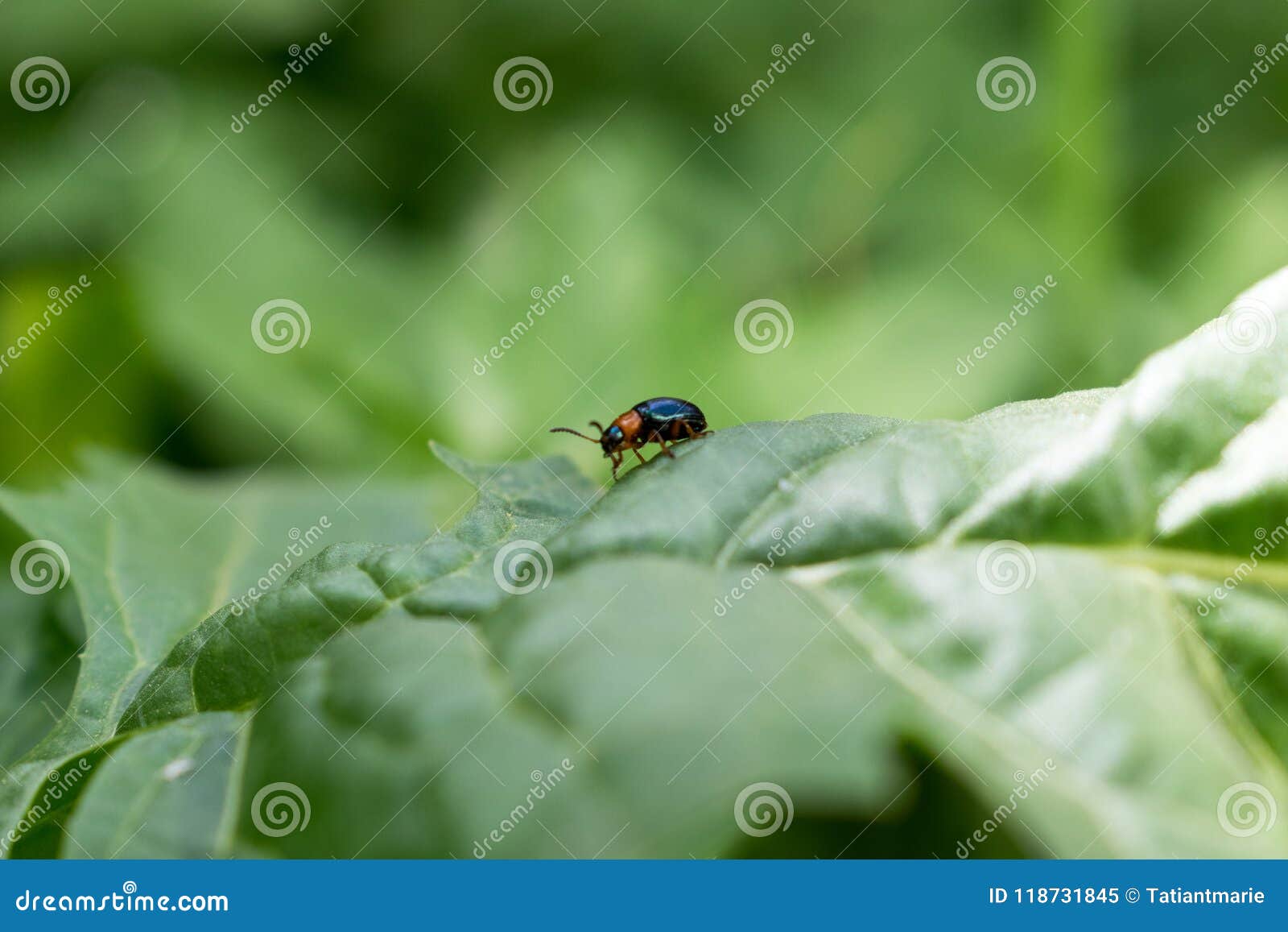 A small beetle. stock image. Image of insect, chrysomelidae - 118731845