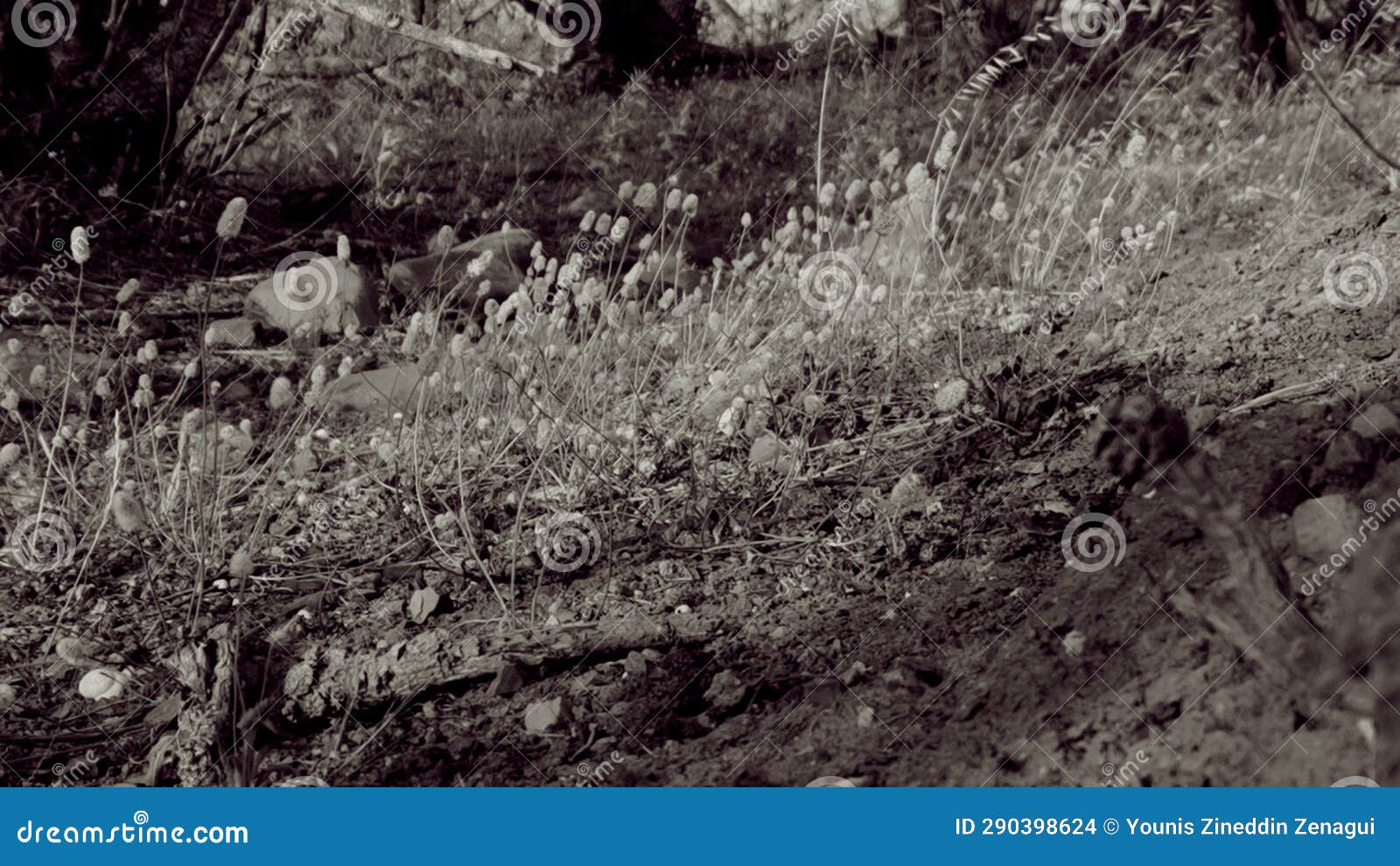 A Picture of Small Bunny Tail Grass in the Dert at Summer Stock Photo ...