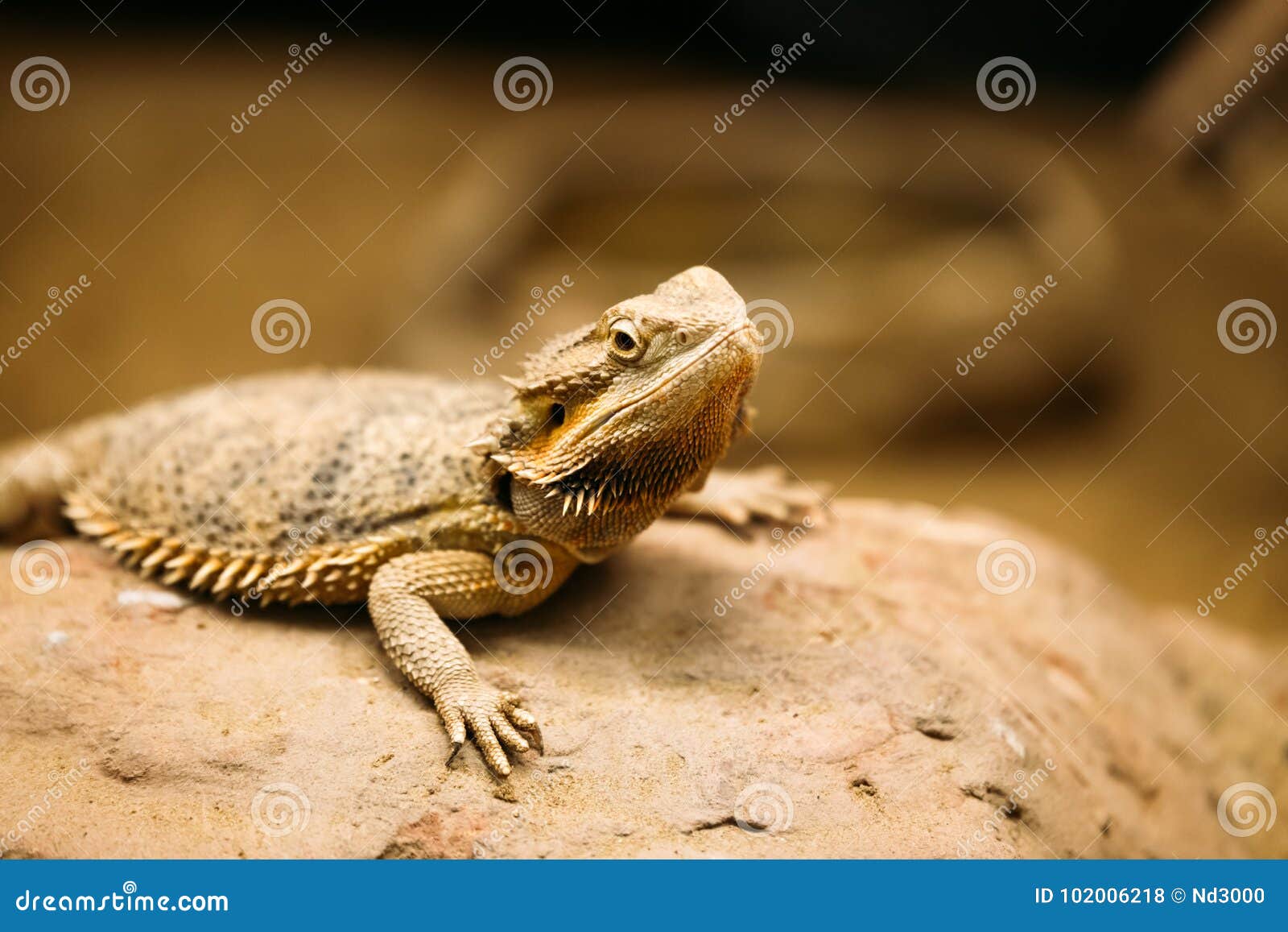 Picture of Flat-tailed Desert Horned Lizard Resting on Rock Stock Photo ...