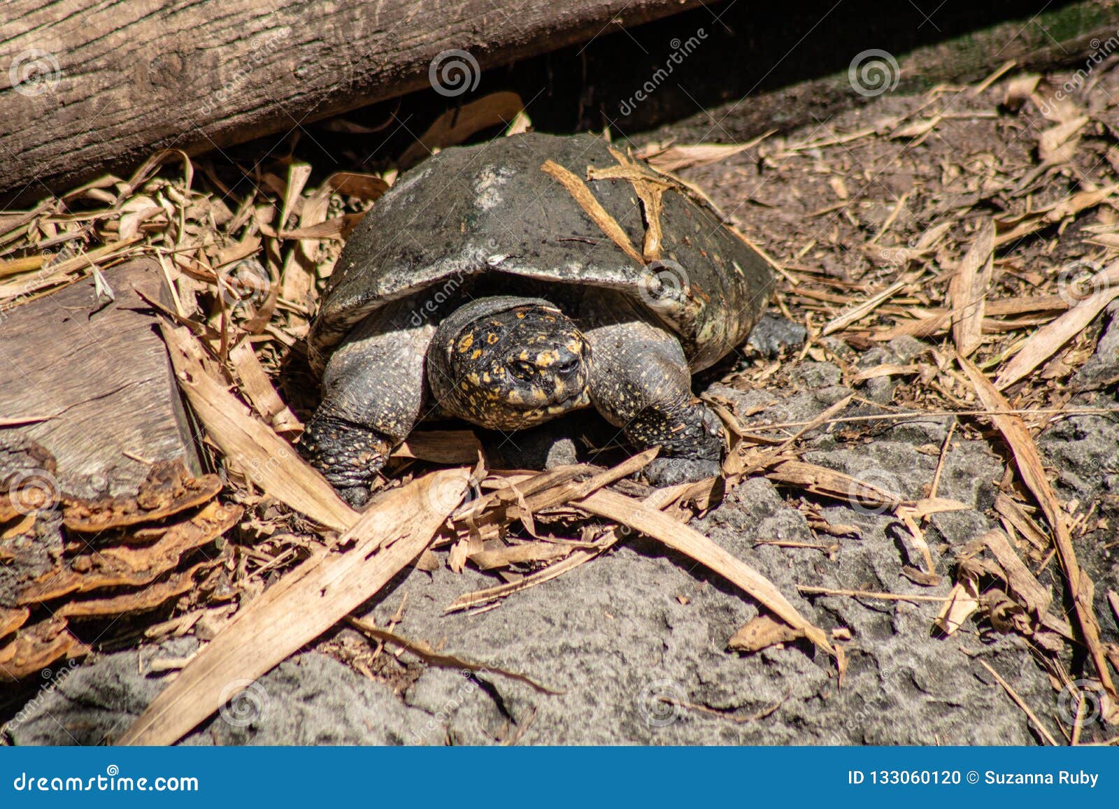 Gopher tortoise stock photo. Image of tortoise, brown - 133060120